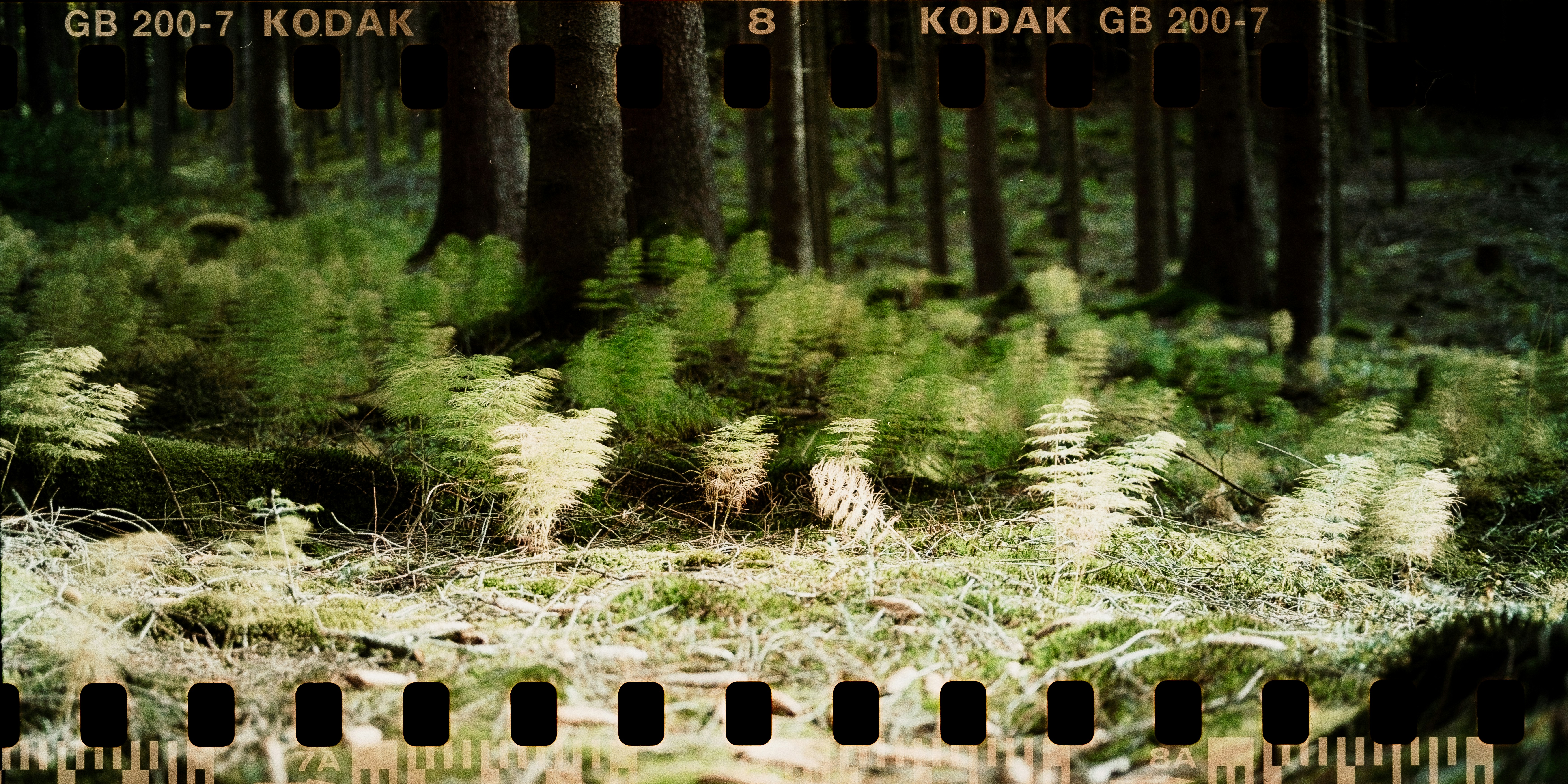 Sunlit Ferns Framed by a Kodak Forest