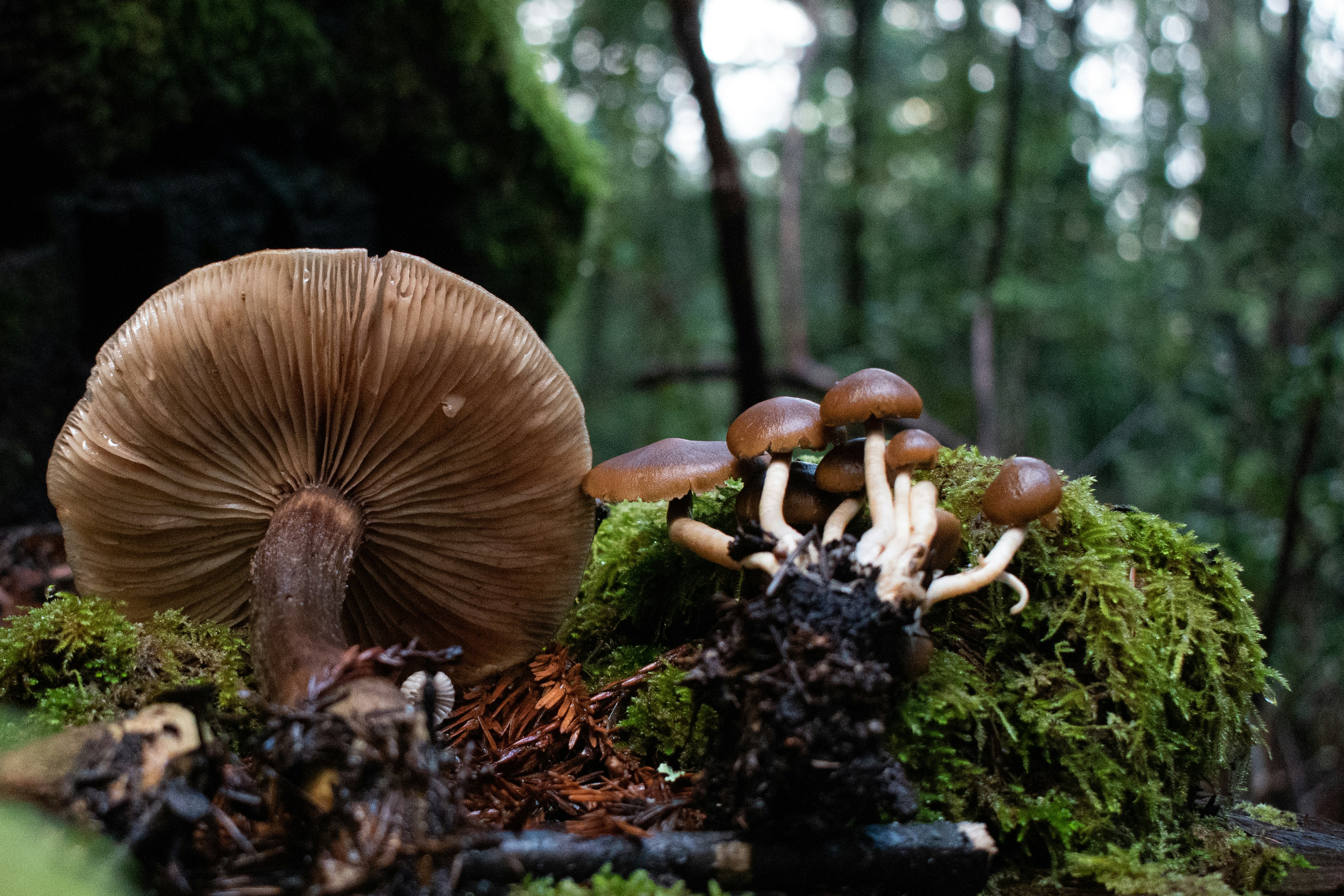 Moss-Quilted Stage: A Tiny Mushroom Gathering on a Forest Log