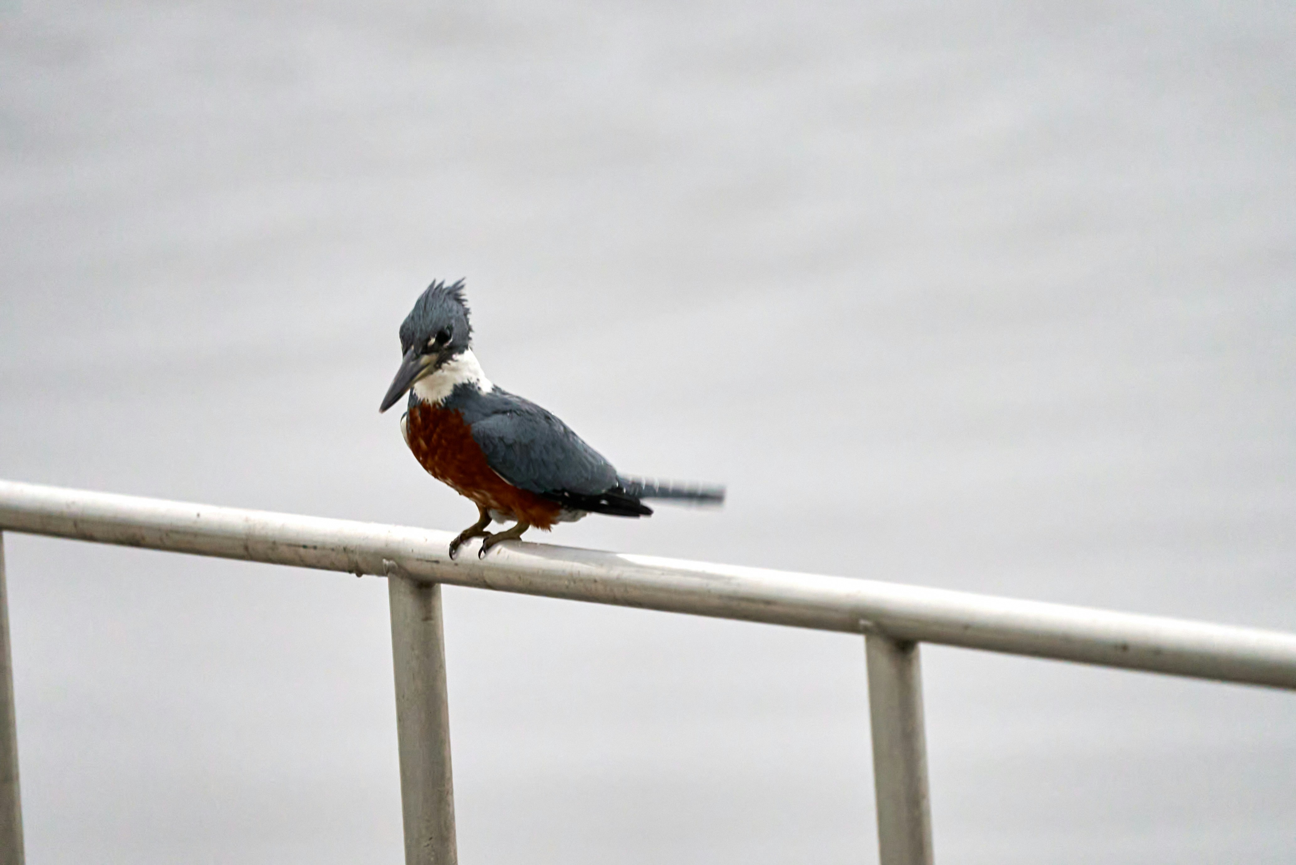 Railbound Kingfisher: Azure Crest and Rusty Chest on a Quiet Pier