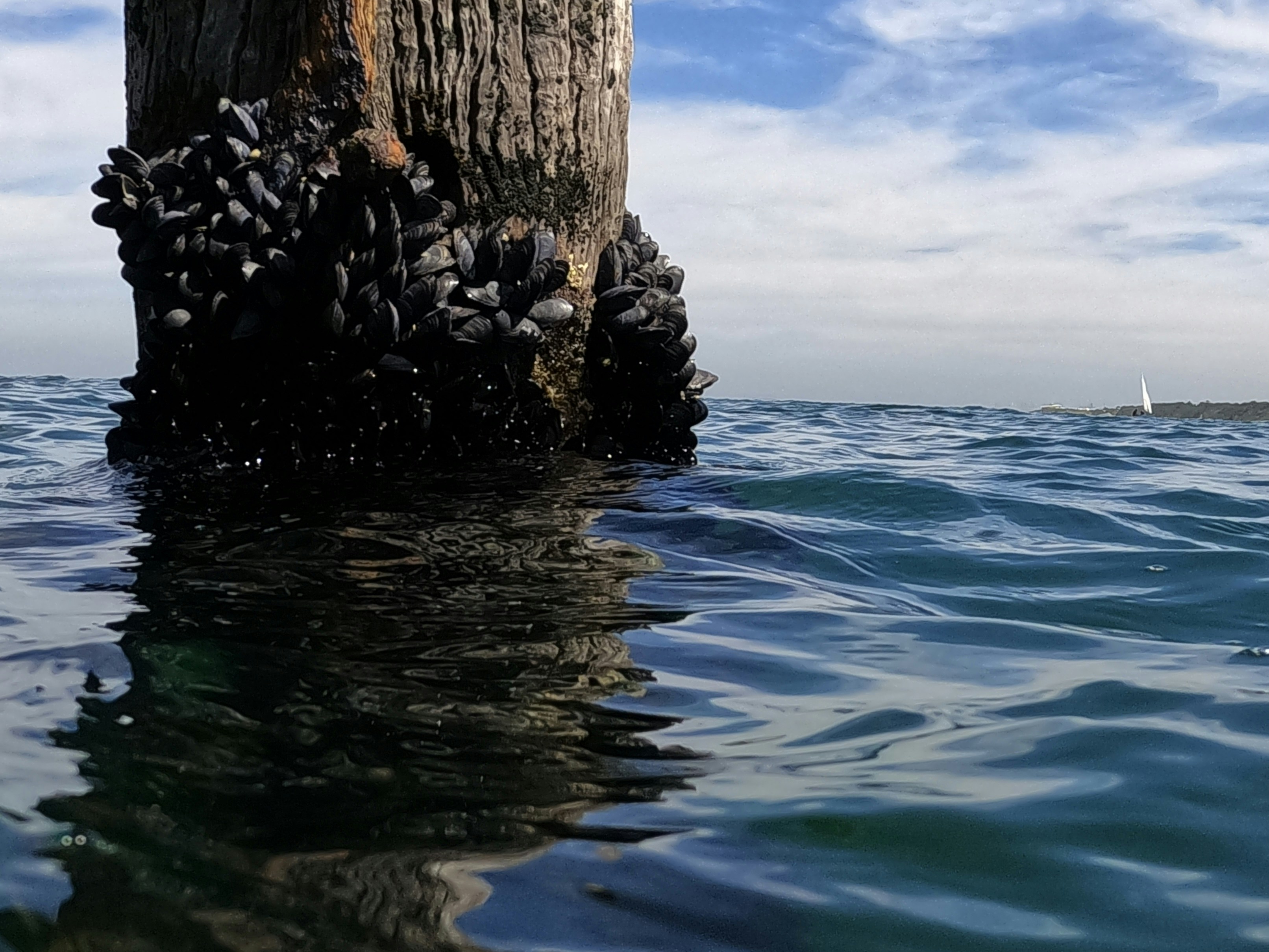 Photograph of a barnacle-covered tree trunk rising from calm blue water with a distant sailboat on the horizon.