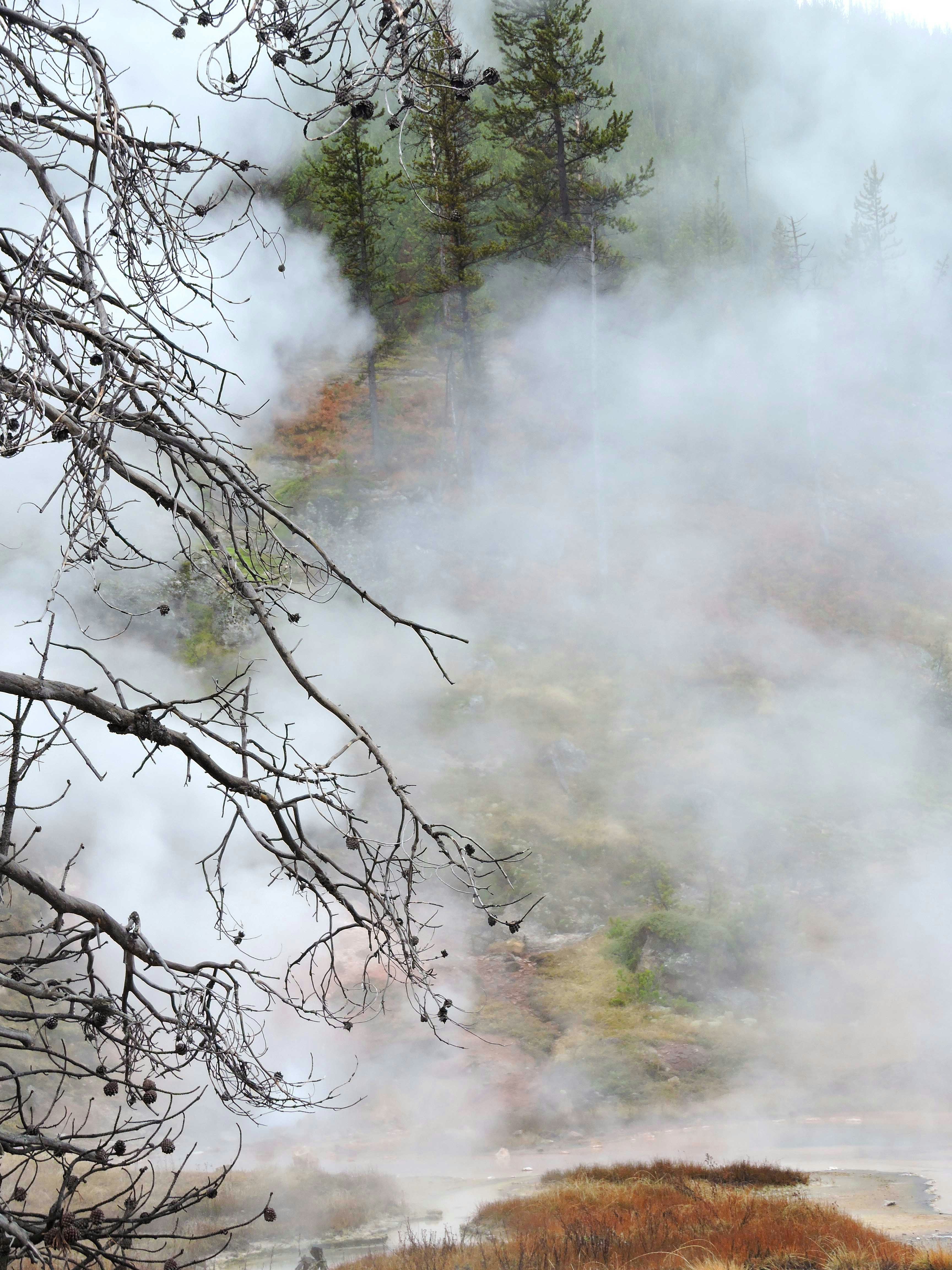 Steam rising from geothermal features enveloped by lush greenery and distant trees, creating an ethereal atmosphere.