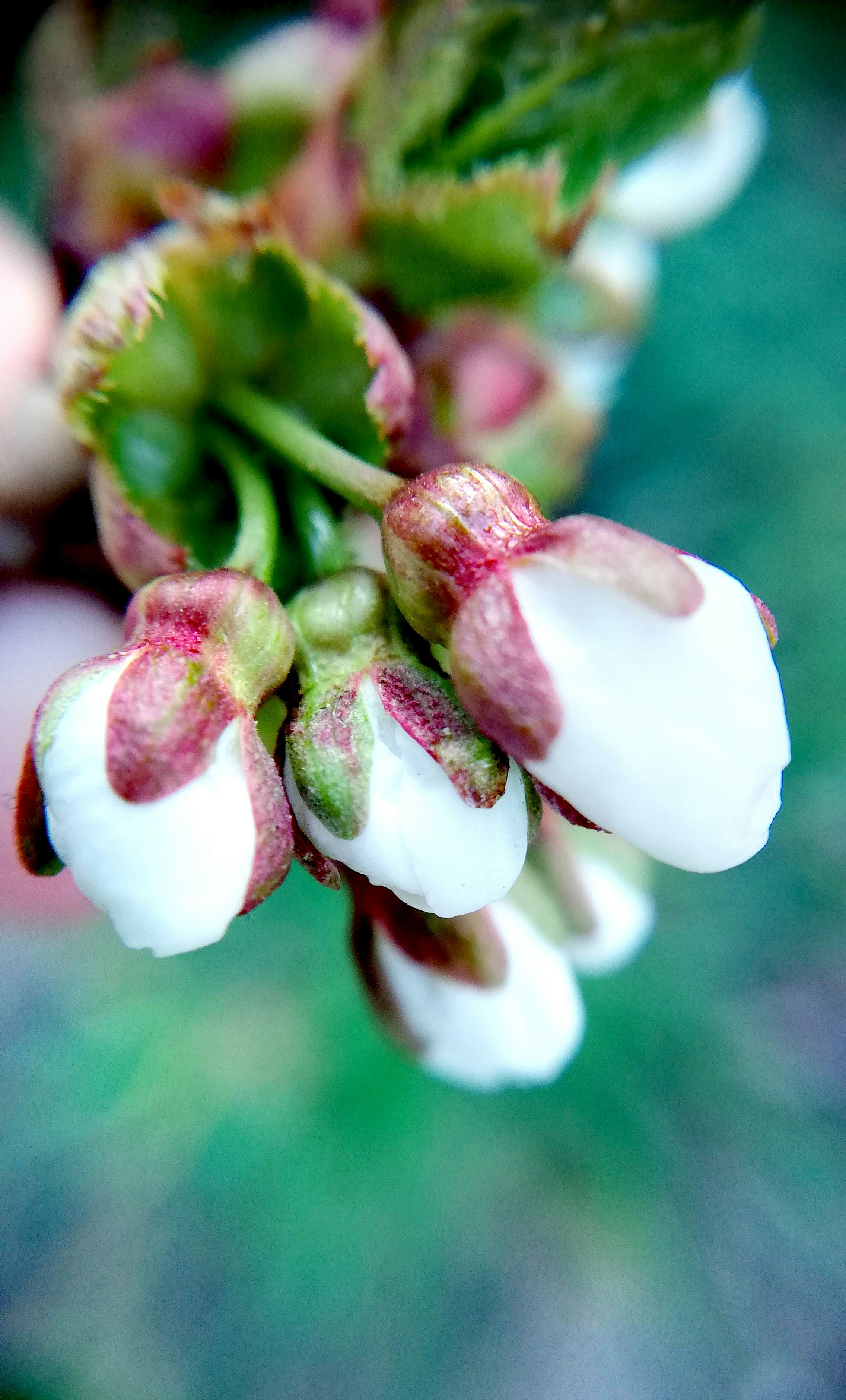 Blooming Buds in Soft Focus: Close-Up of White-Petaled Clusters