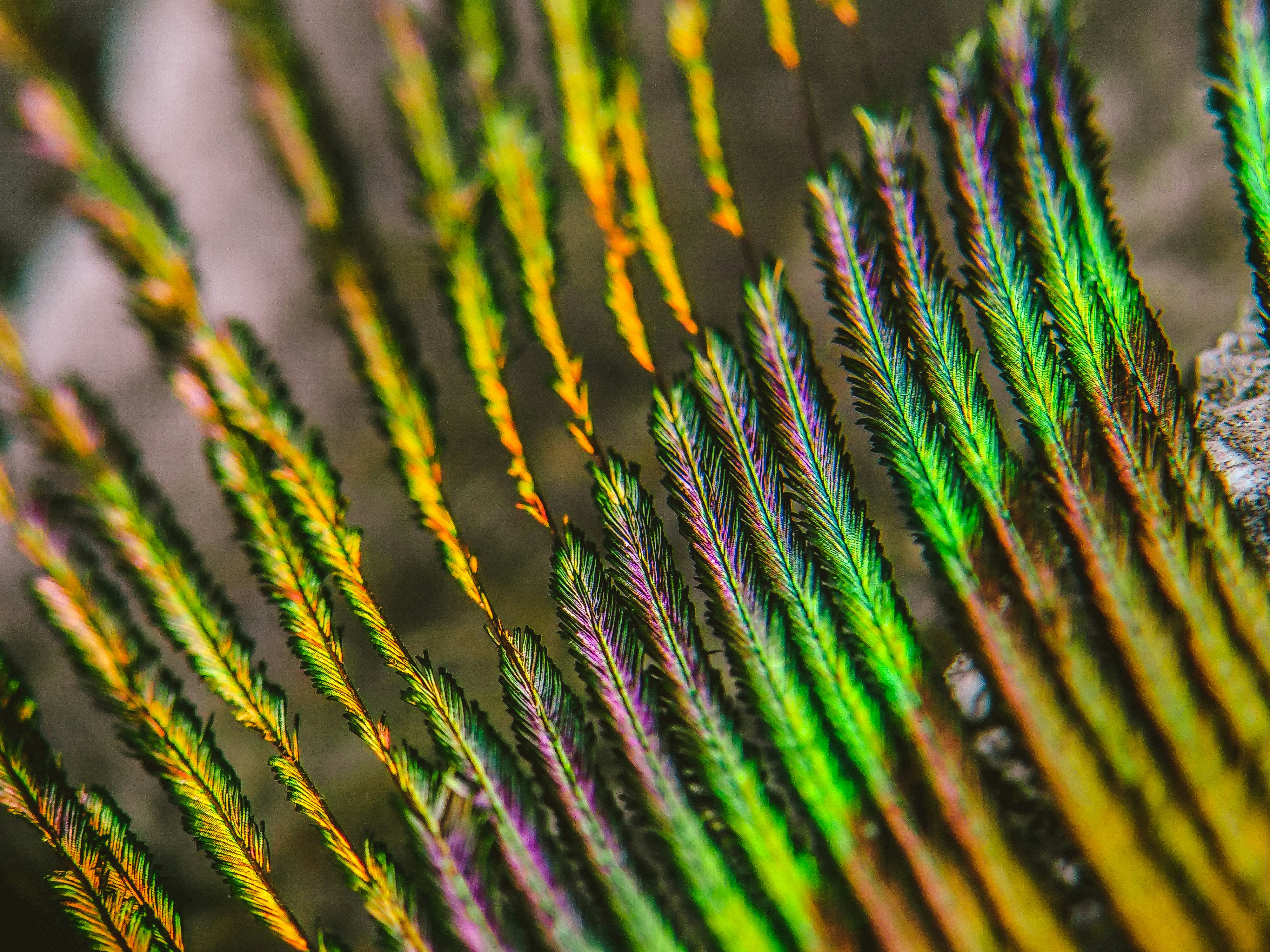 Neon Threads: Macro Portrait of Iridescent Plant Filaments