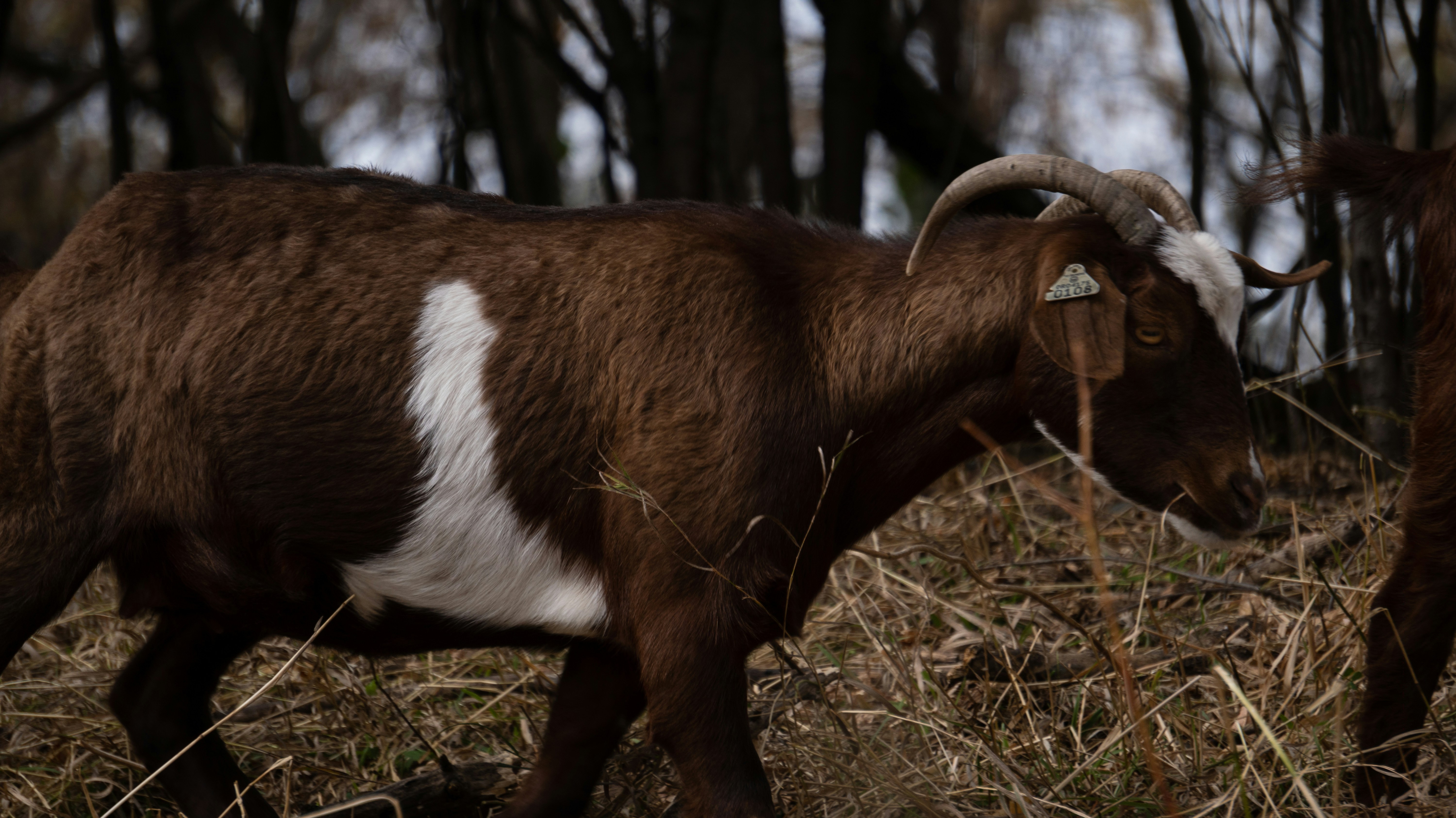 brown and white ram on brown grass field during daytime