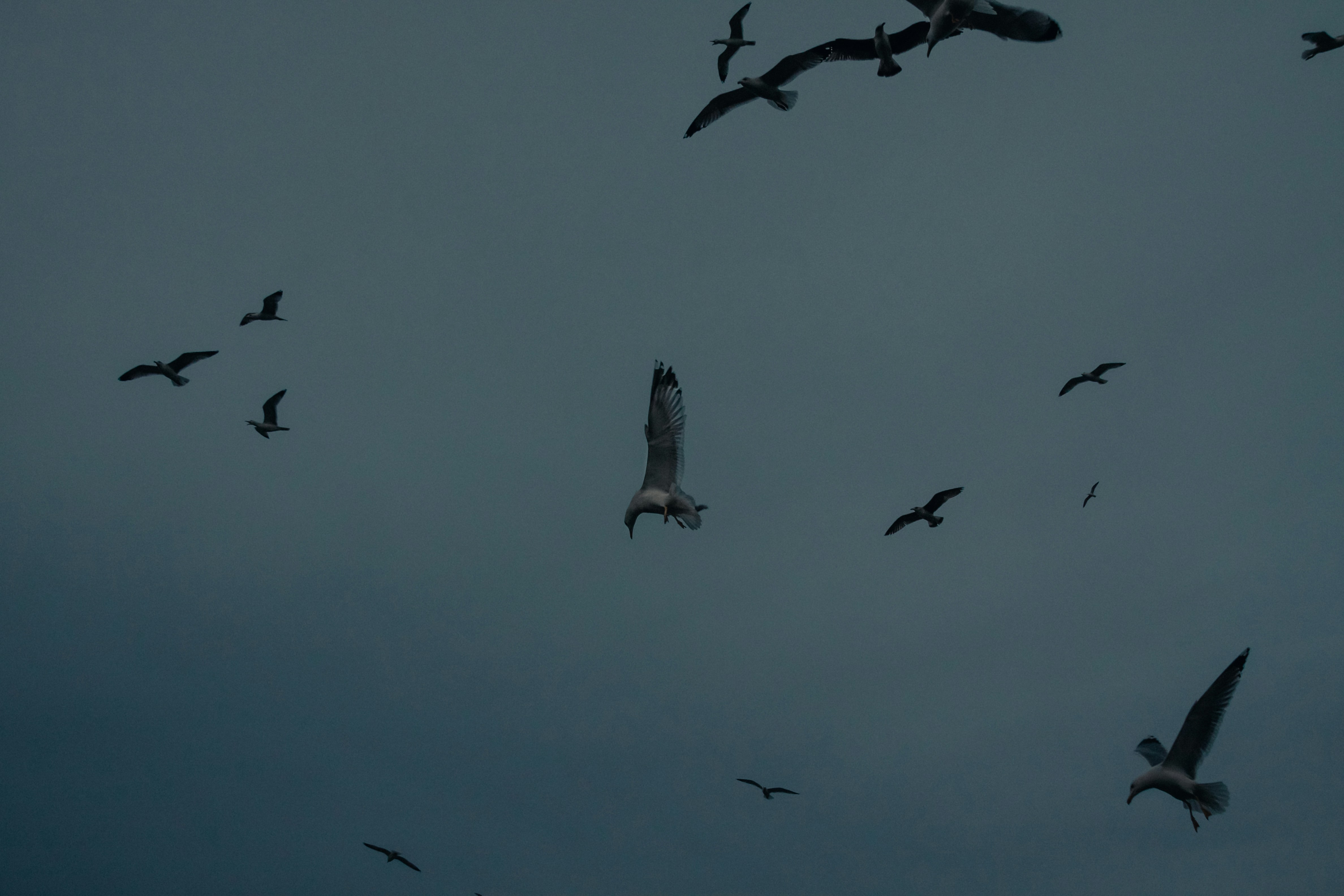 Central Gull Under a Steel-Blue Dusk: An Aerial Chorus