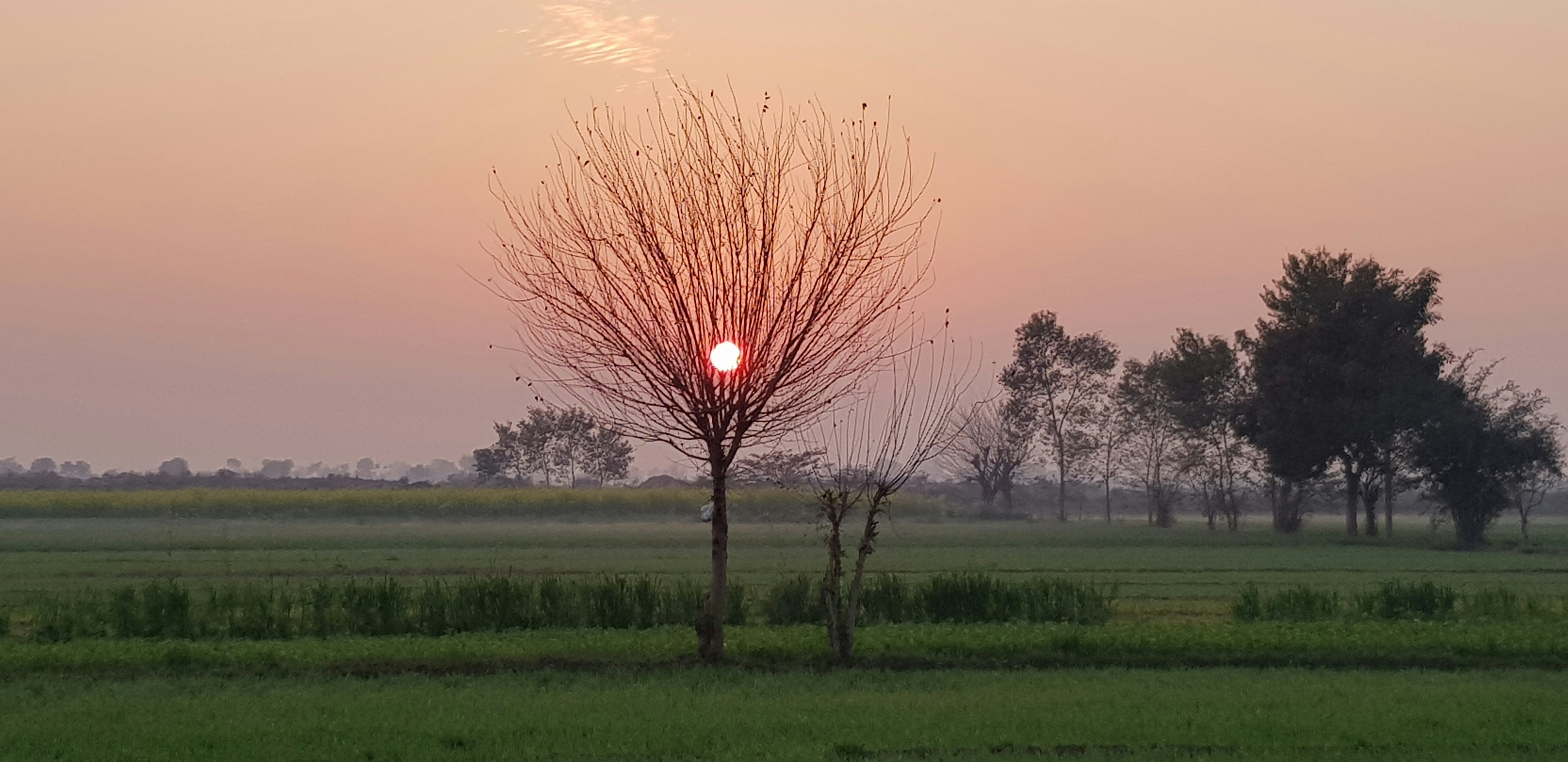 leafless tree on green grass field during sunset