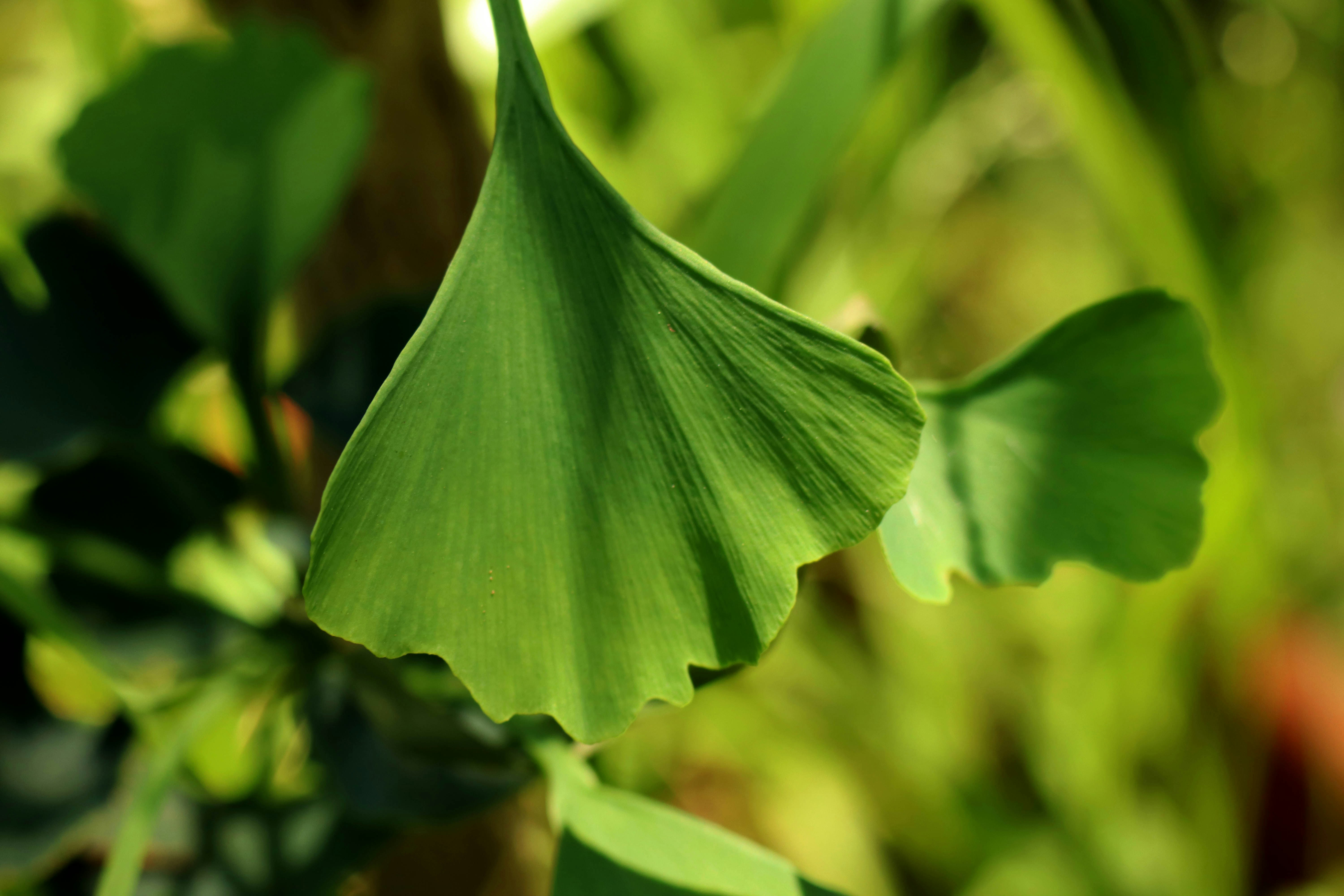 Ginkgo in Focus: a Quiet Green Moment Against Velvet Bokeh