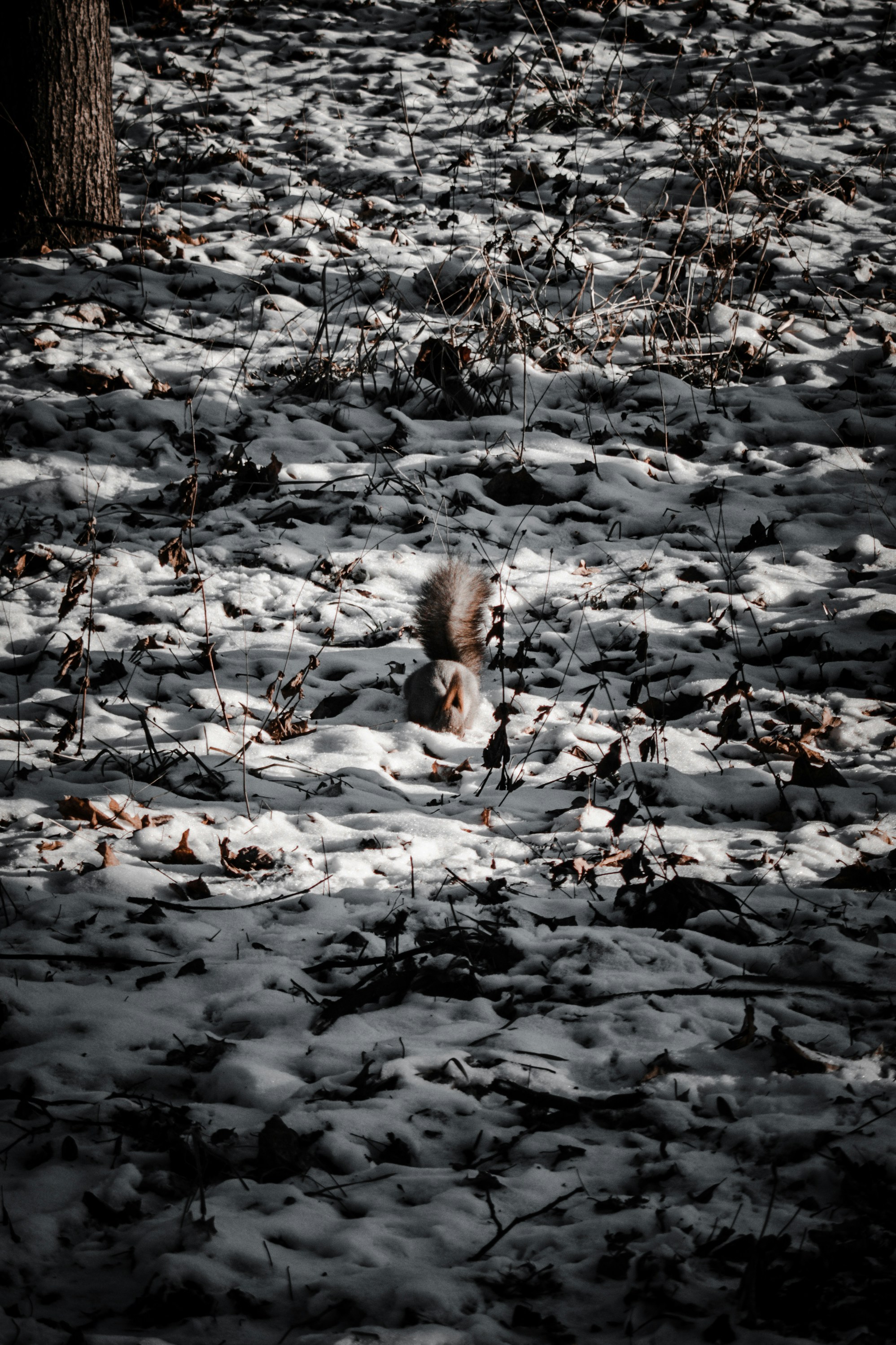 Beam-lit Squirrel Pause in a Snow-Dusted Shadowed Clearing