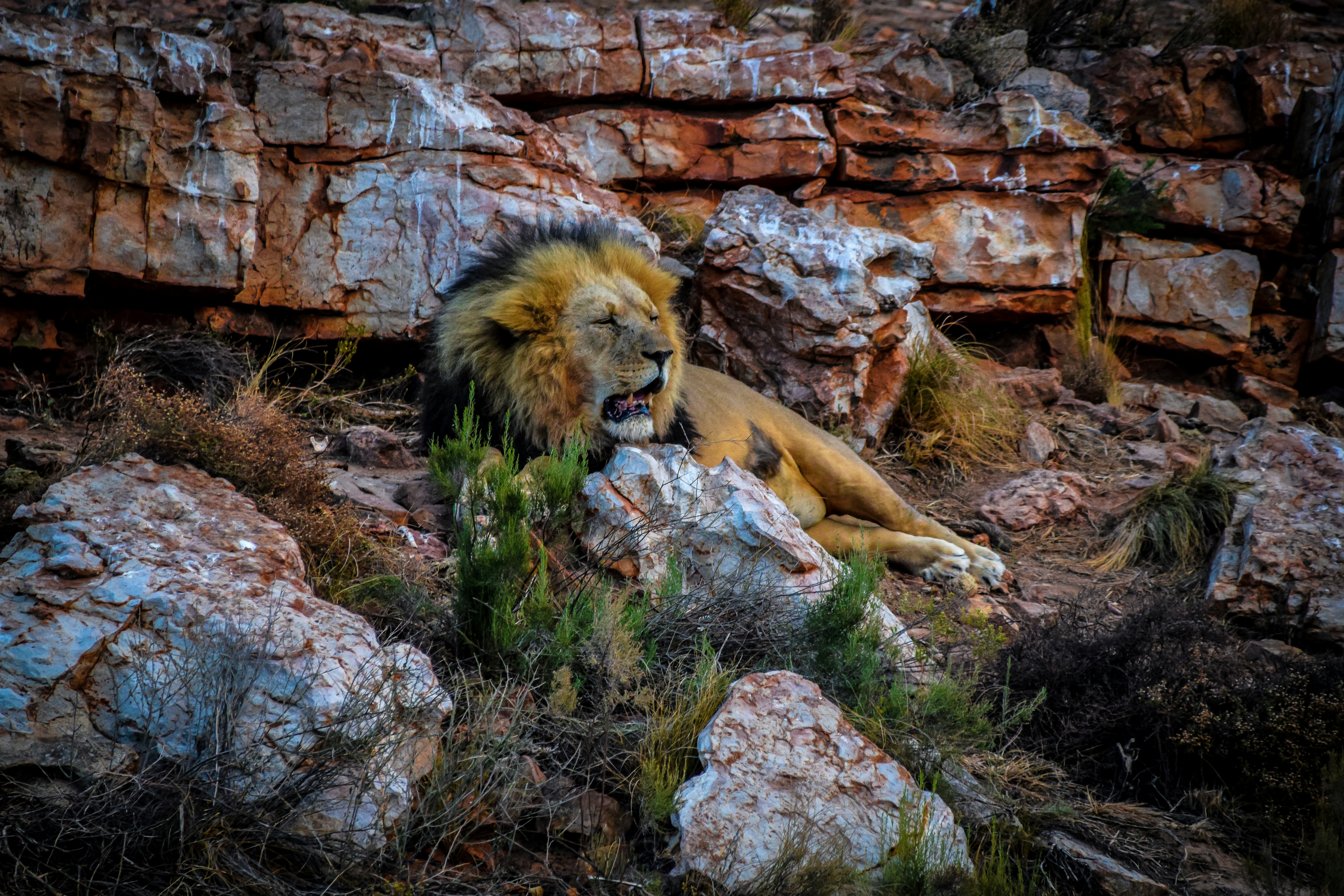 Lion resting peacefully on rocky terrain, surrounded by sparse greenery.