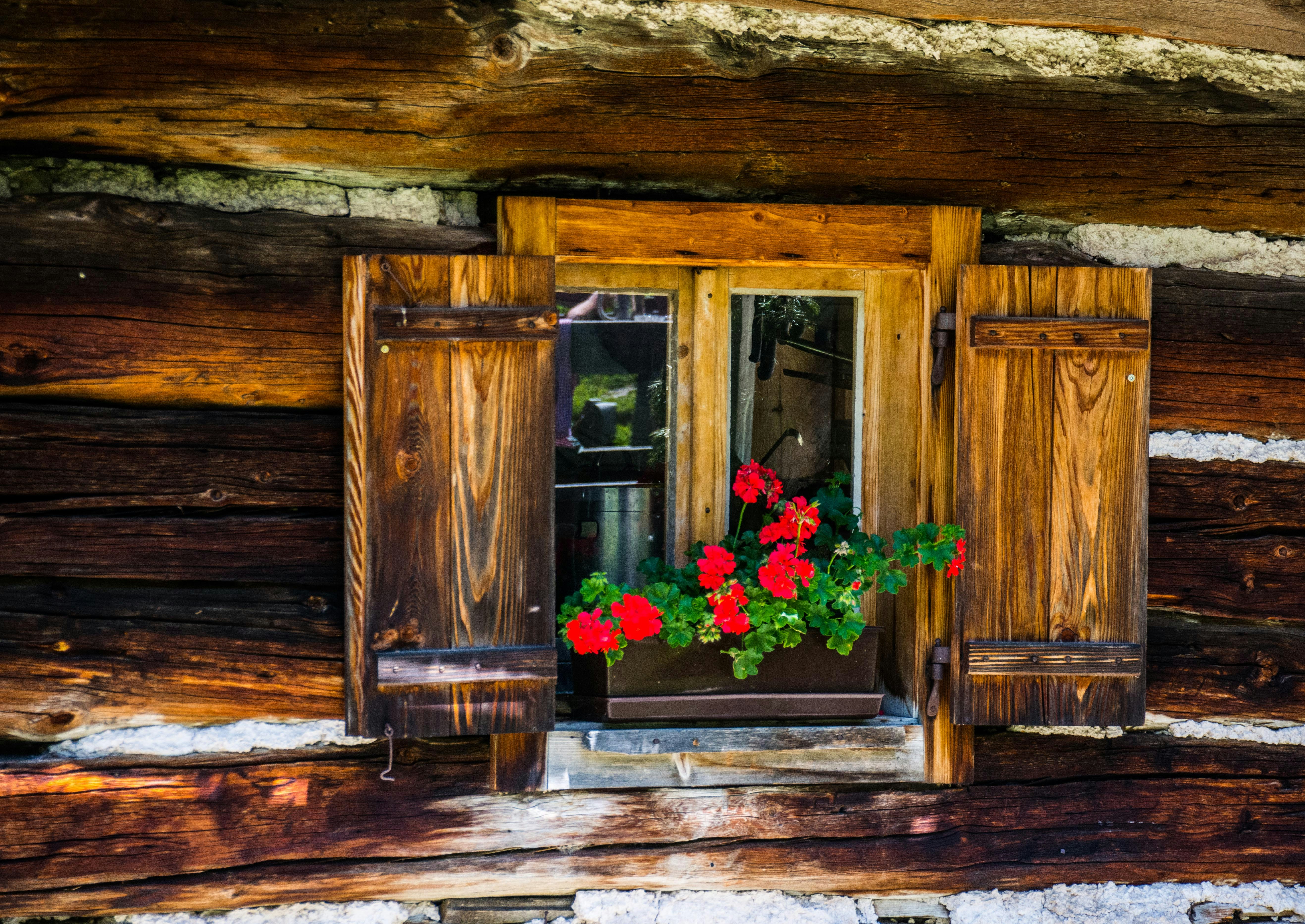 Crimson Geraniums Framing a Weathered Window