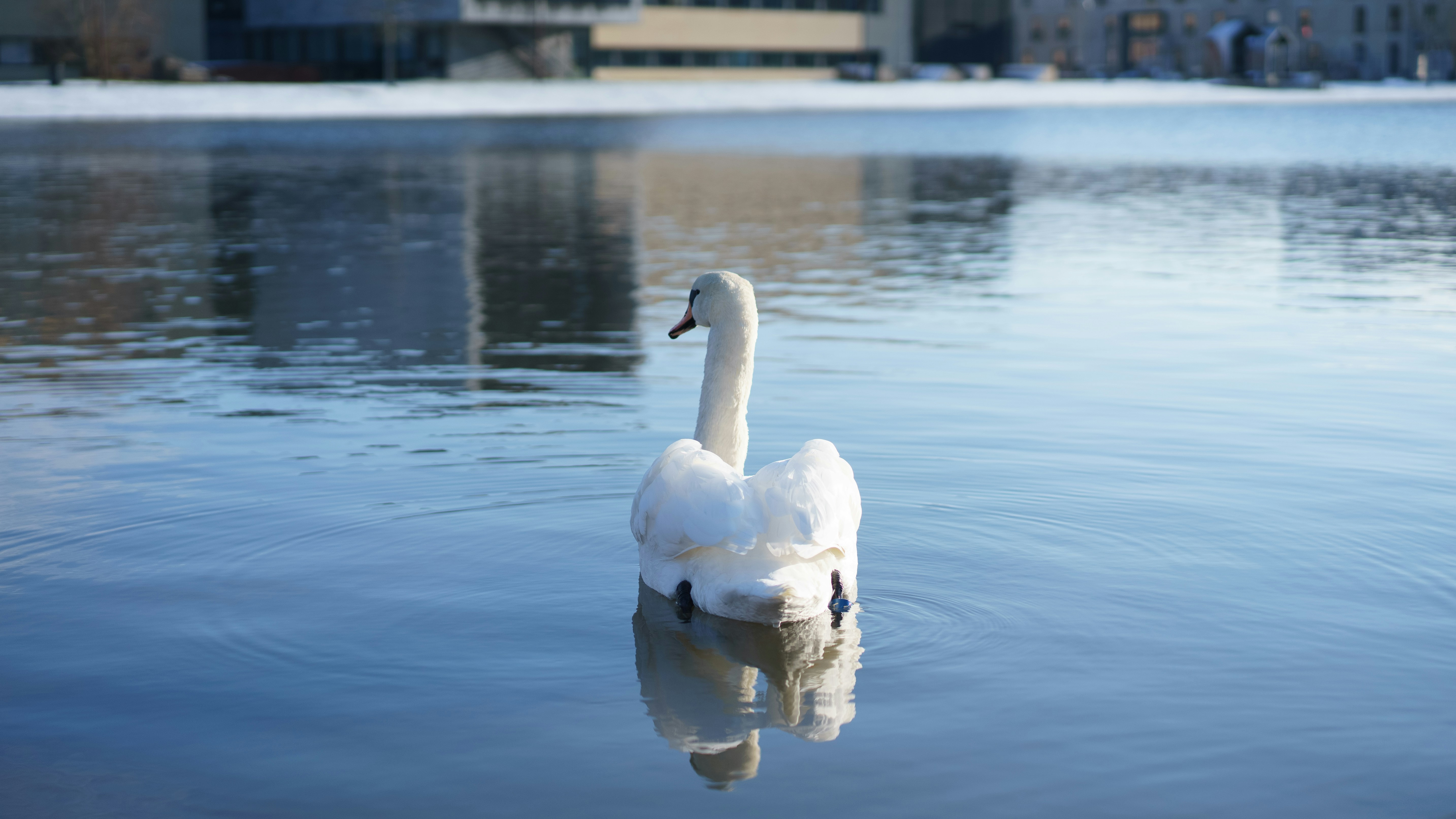 white swan on body of water during daytime