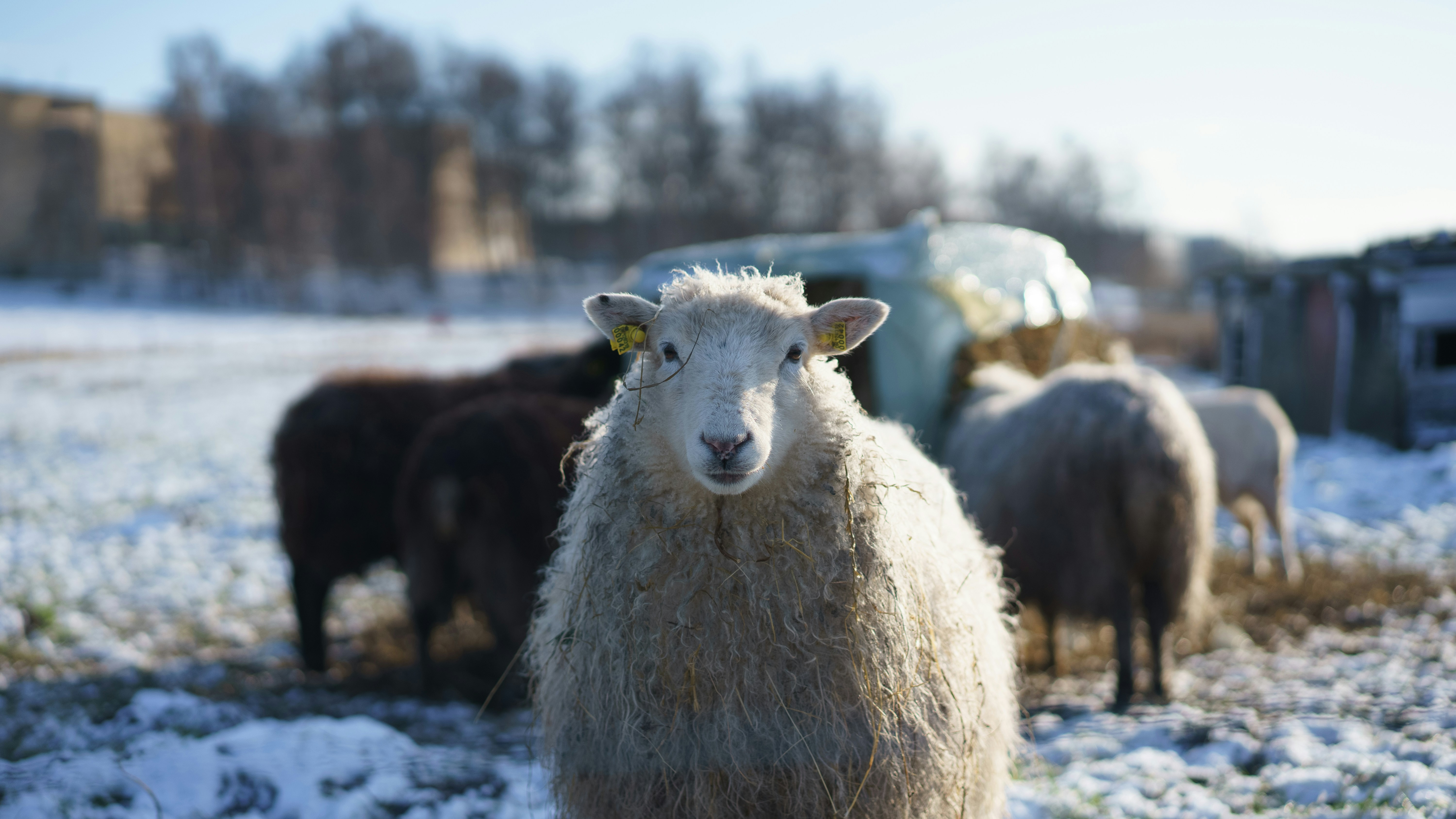 A sheep stands prominently in a snowy field, surrounded by fellow sheep in the background. The bright sunlight highlights its fluffy coat and serene expression.