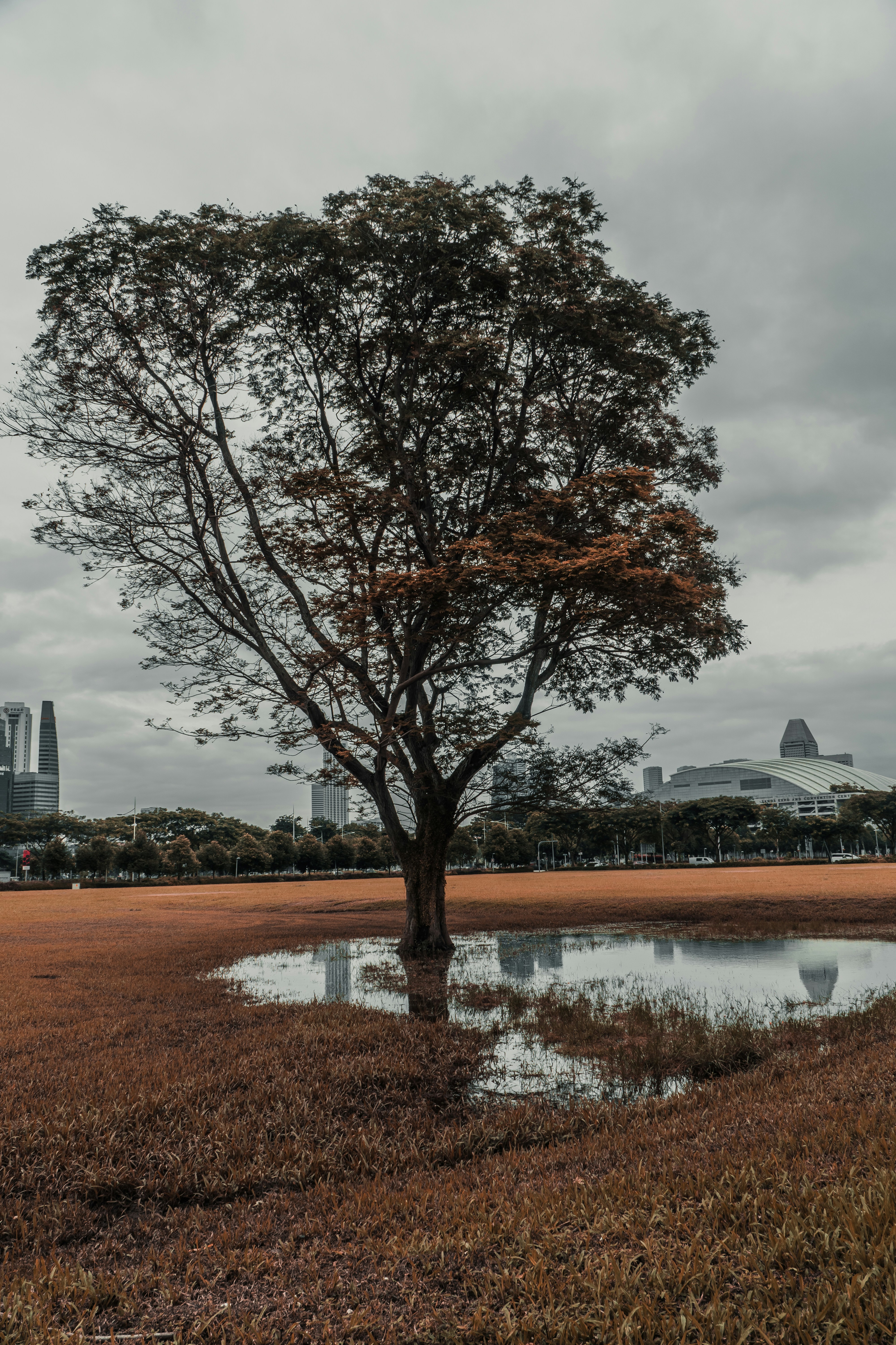 Solitude at the Edge: Tree, Pond, and City in Gray Light