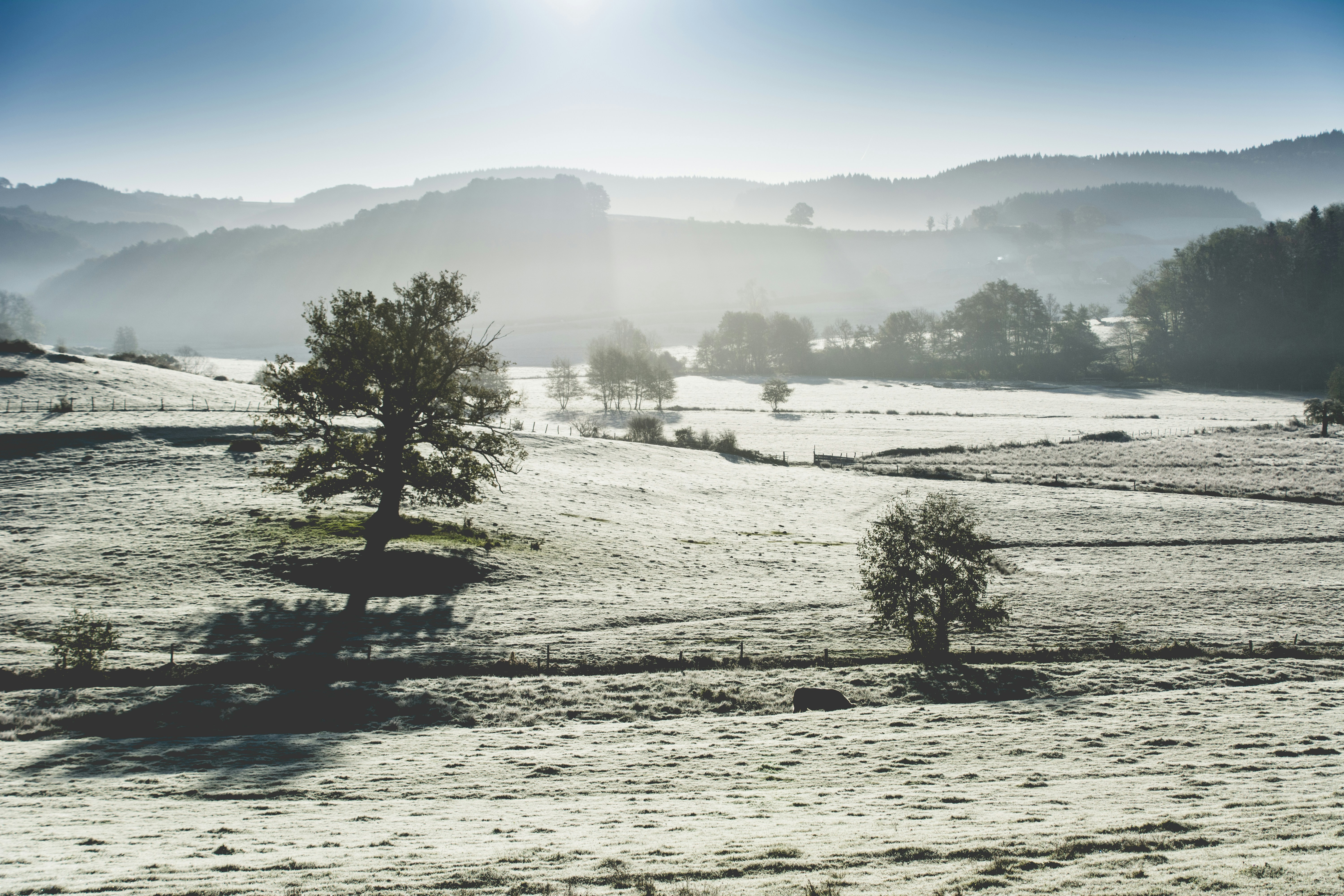 Lush, frost-covered landscape illuminated by soft morning light, featuring solitary trees casting long shadows across the fields.