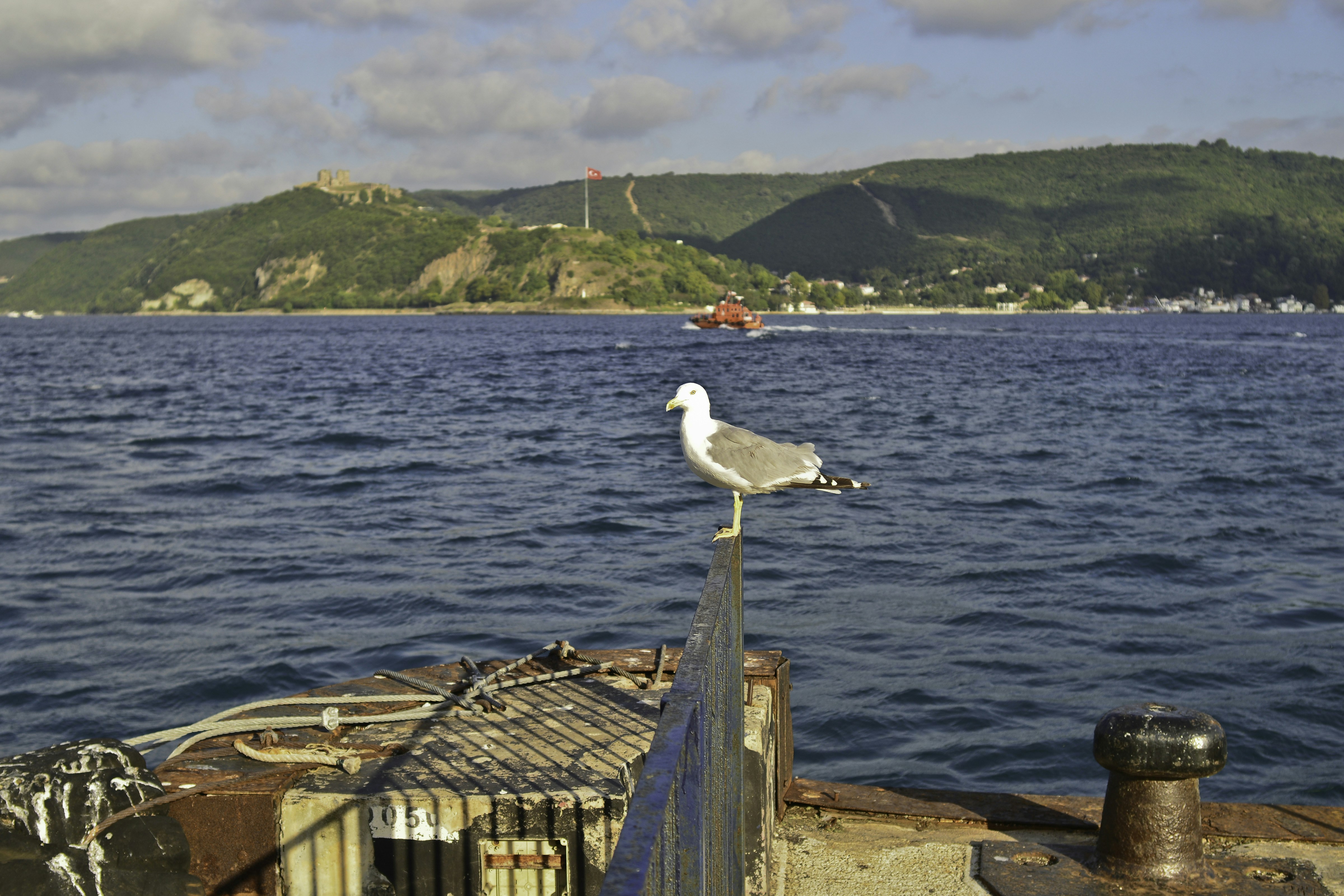 A seagull stands poised on the edge of a dock, overlooking calm waters with a scenic hillside in the background. The scene evokes a sense of serenity and connection to nature.