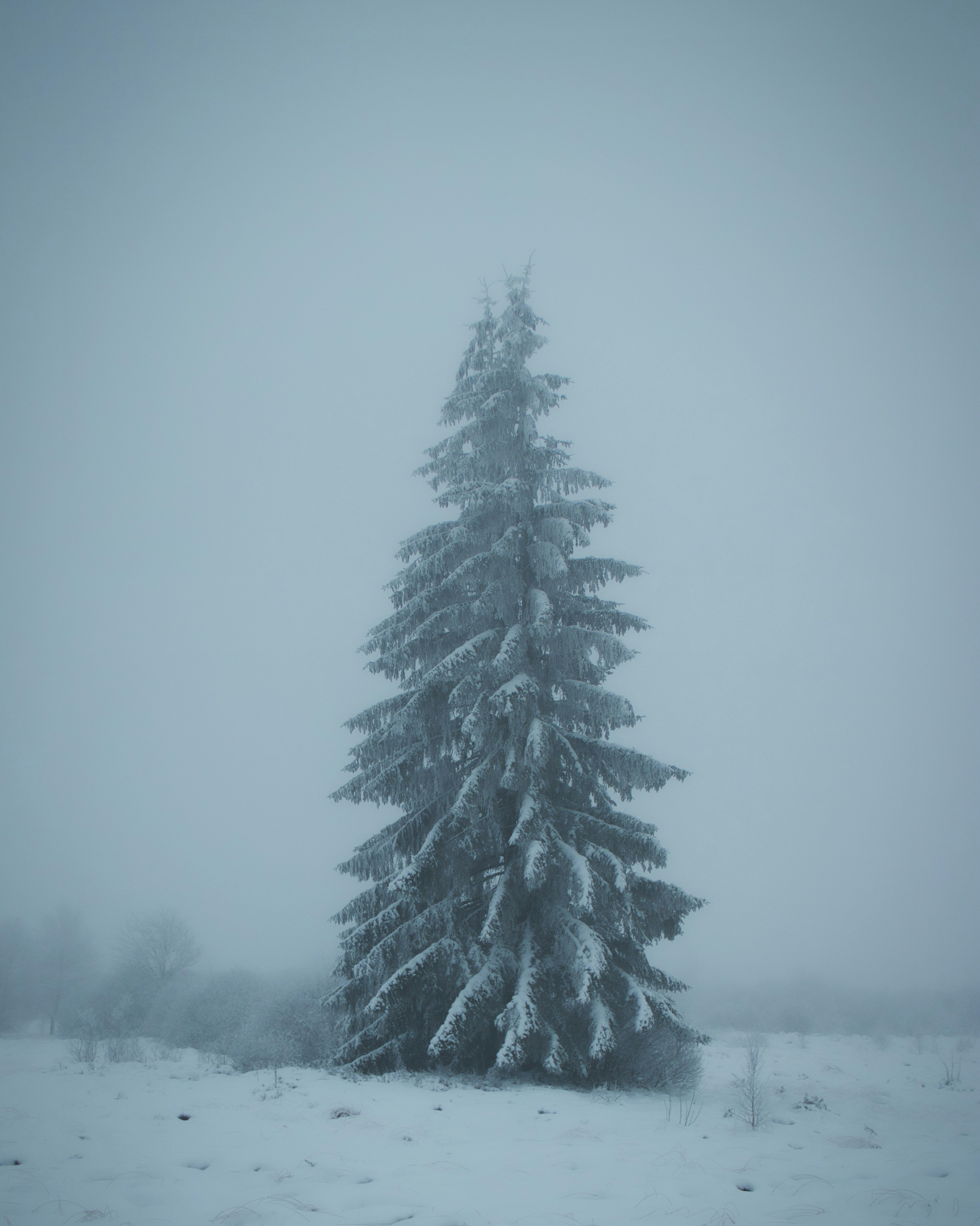 Green pine tree covered with snow photo – Free Grey Image on Unsplash