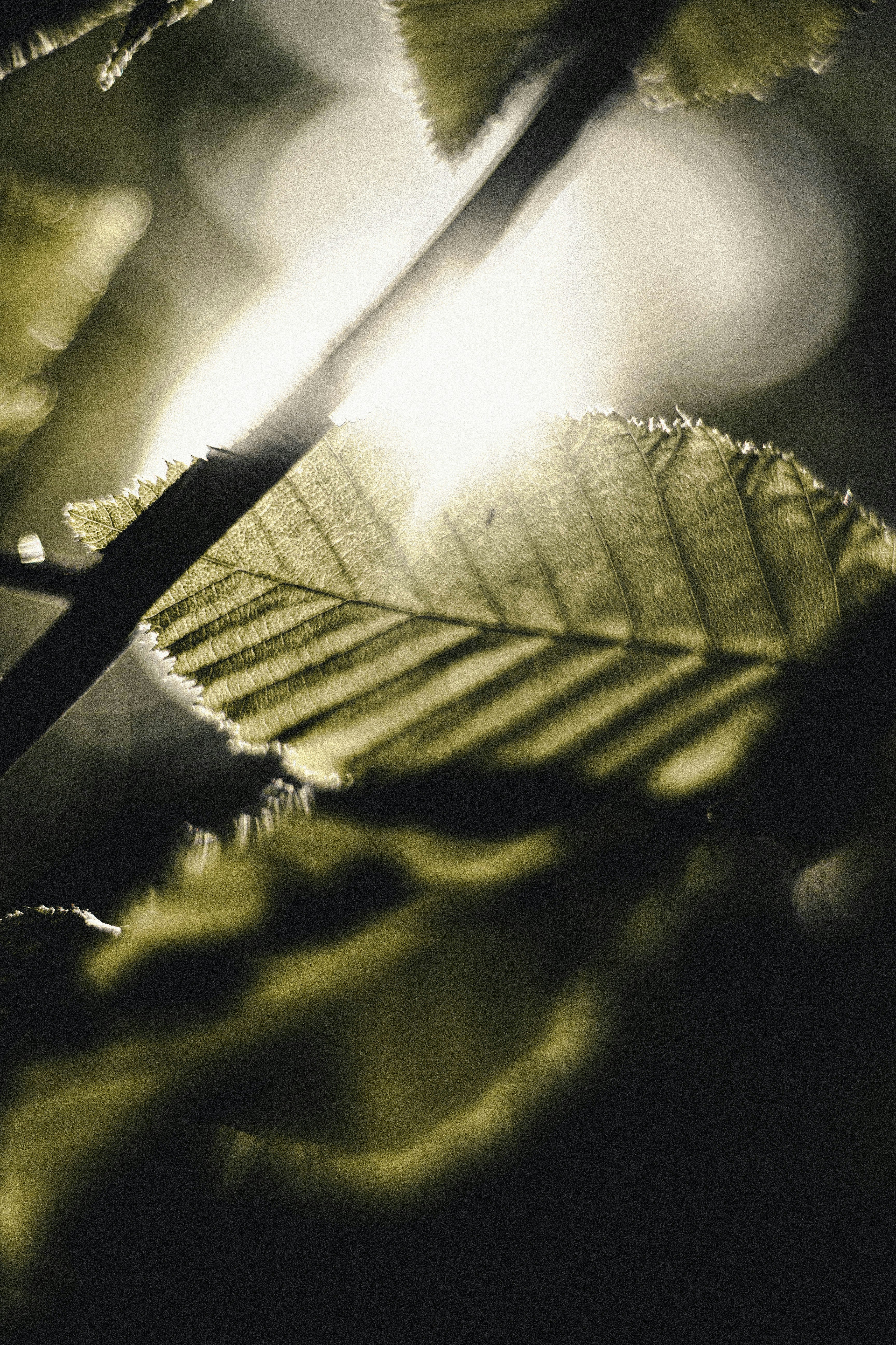 Backlit Veins: A Quiet Macro Study of Sunlit Leaf Edges