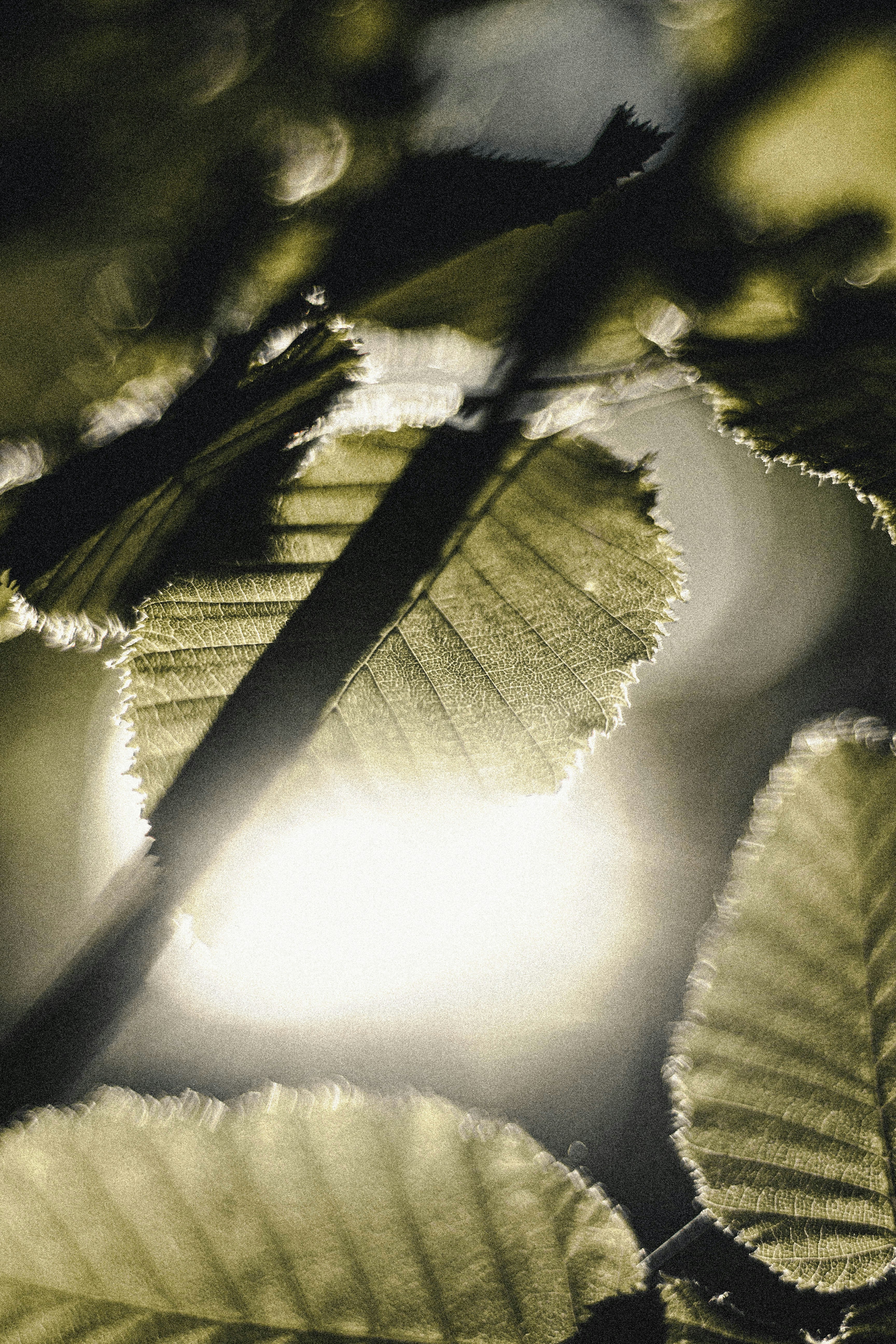 Edge of Light: close-up study of serrated leaves in a solar halo