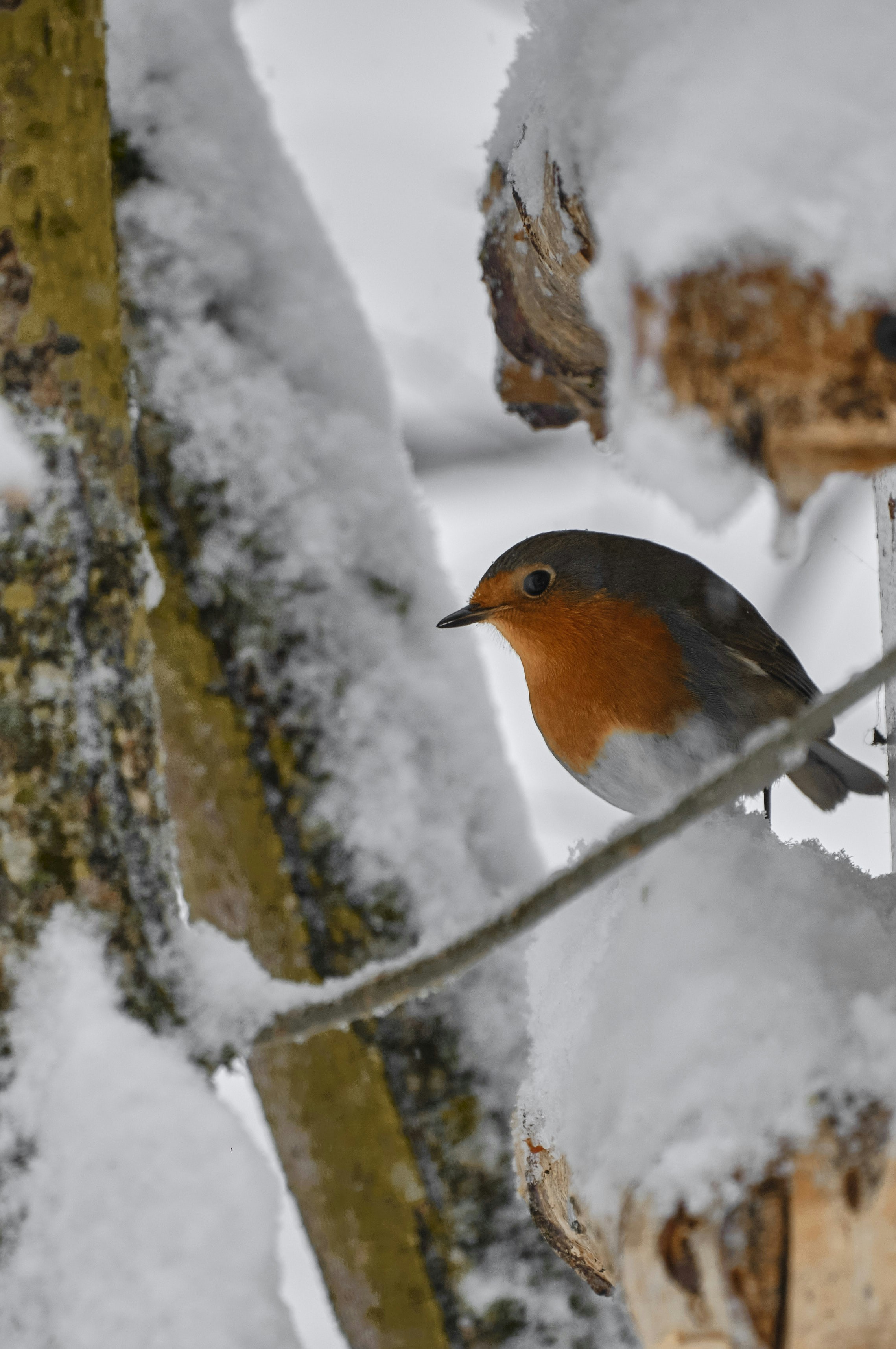 Vogel im Winter