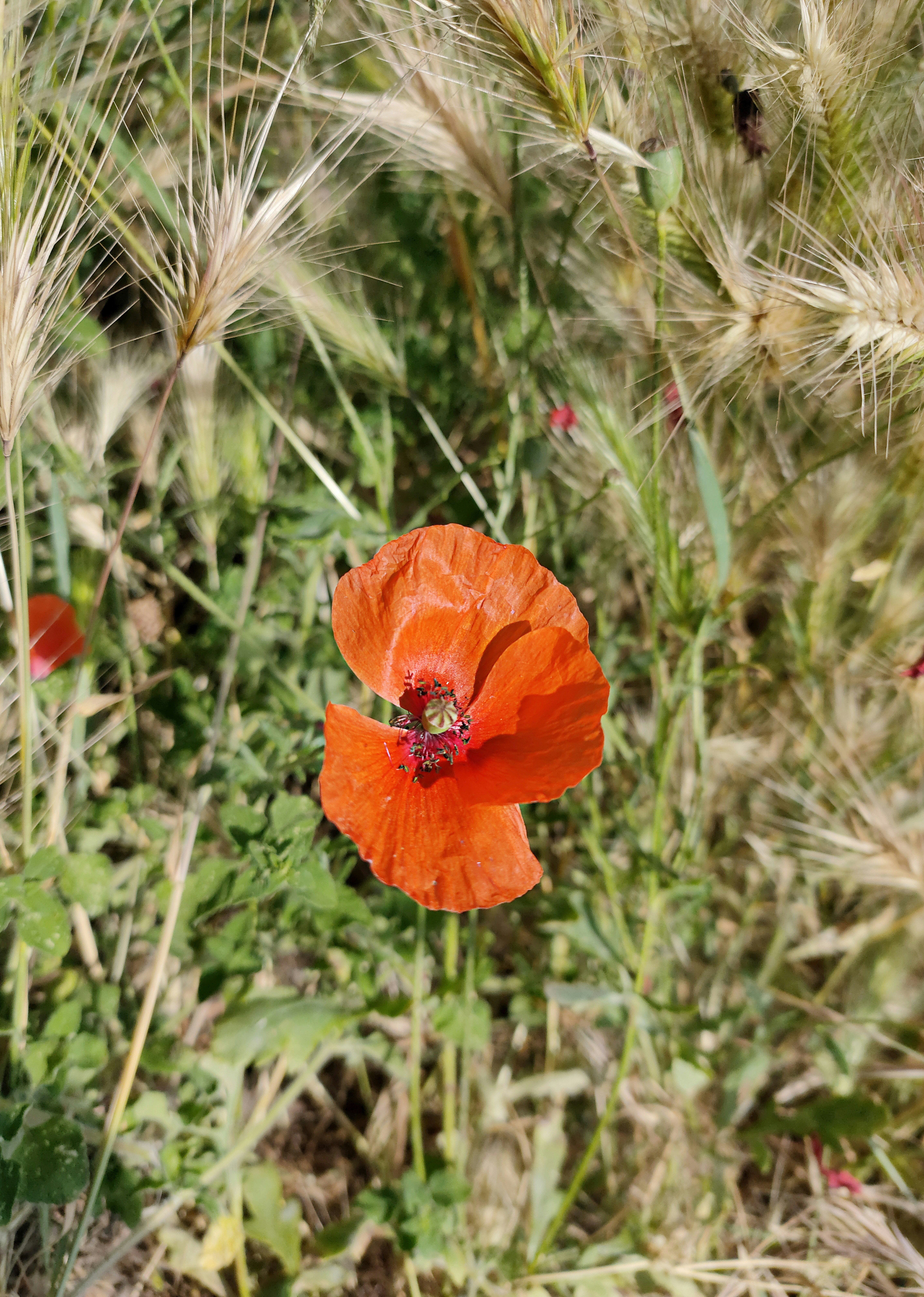 A vivid red poppy stands out among tall, pale grasses in a sunlit meadow, showcasing delicate petals and dark central stamens.
