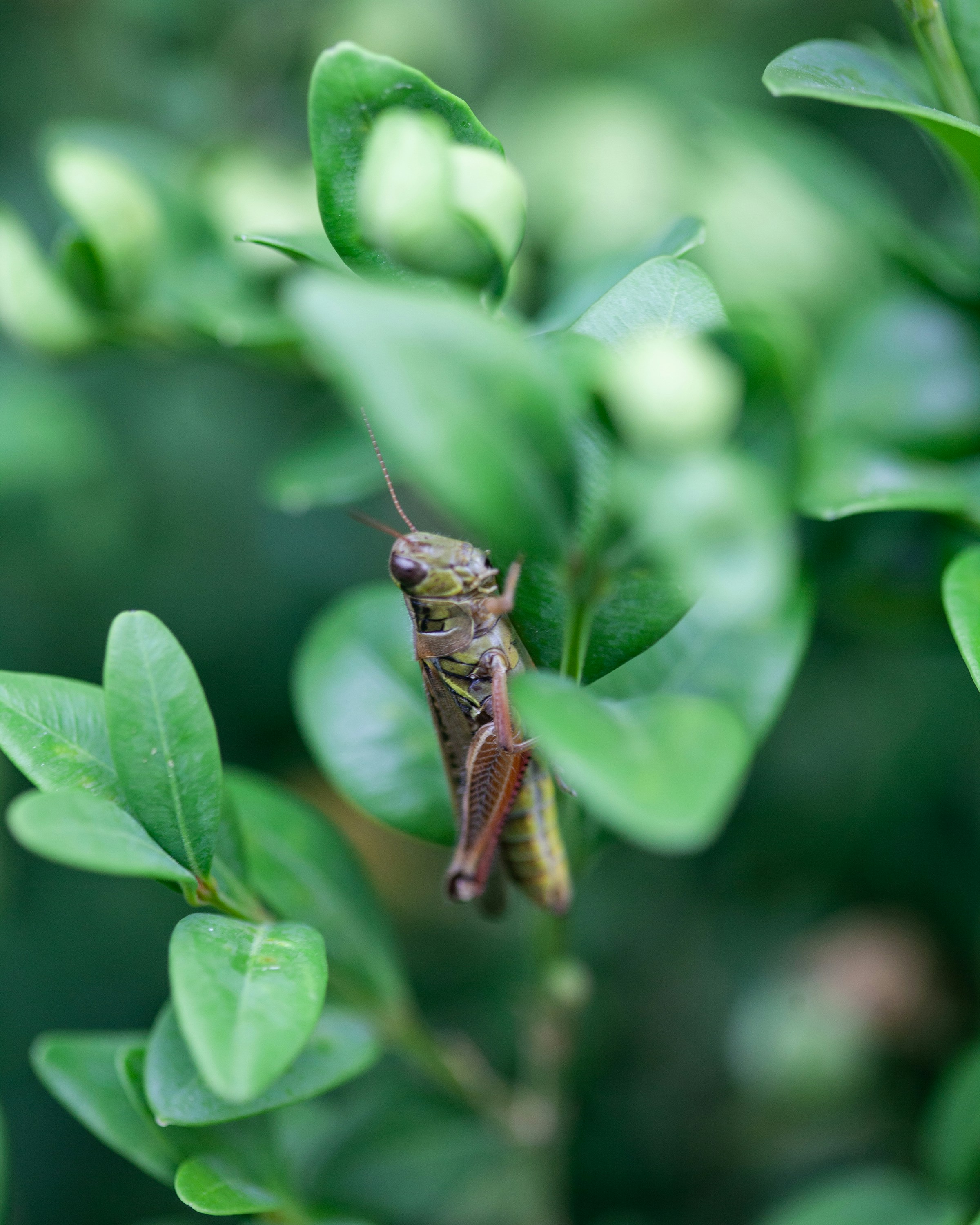 Brown grasshopper perched on green leaf in close up photography during ...
