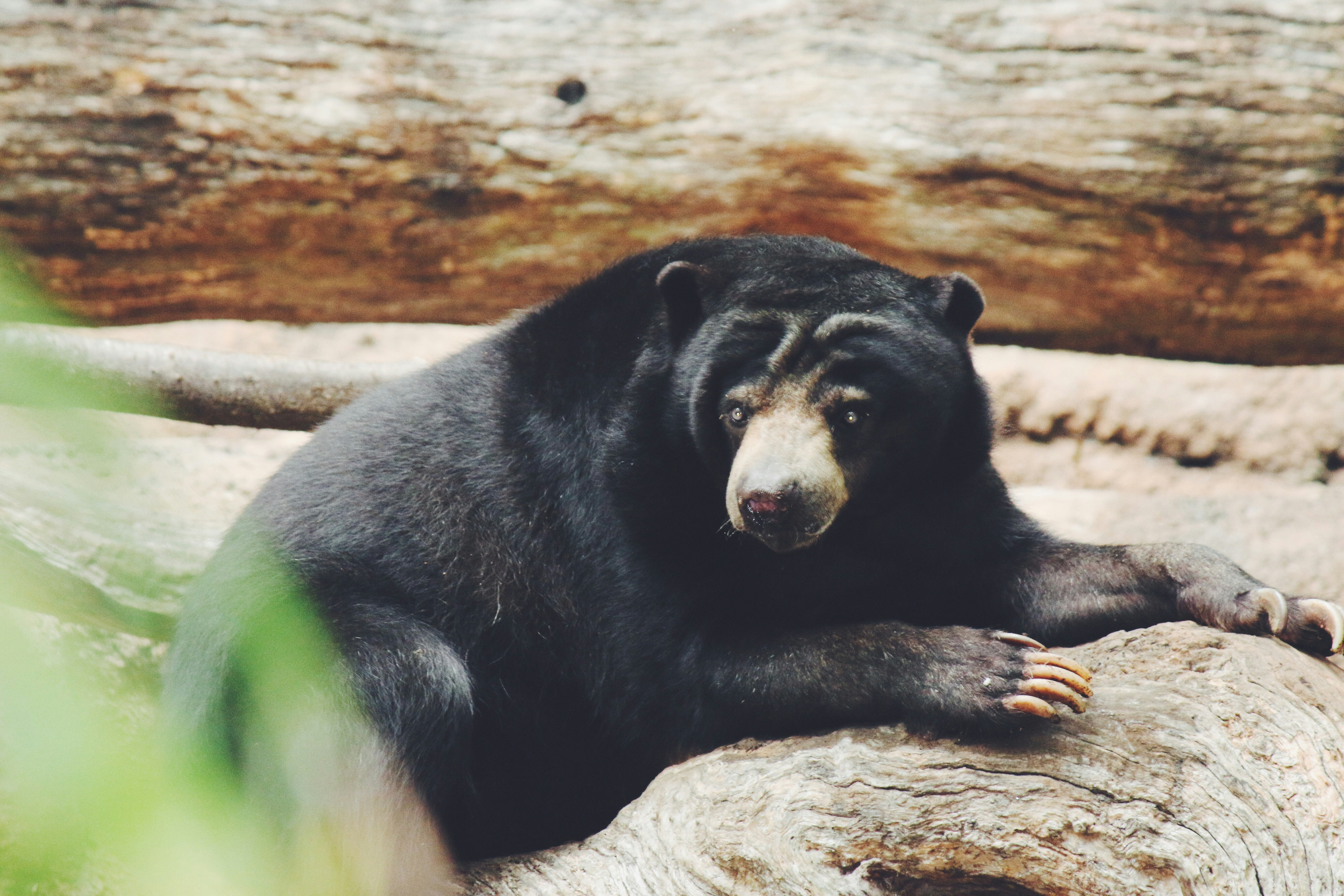 Curled in Sunlit Logs: A Black Bear Resting on Weathered Wood