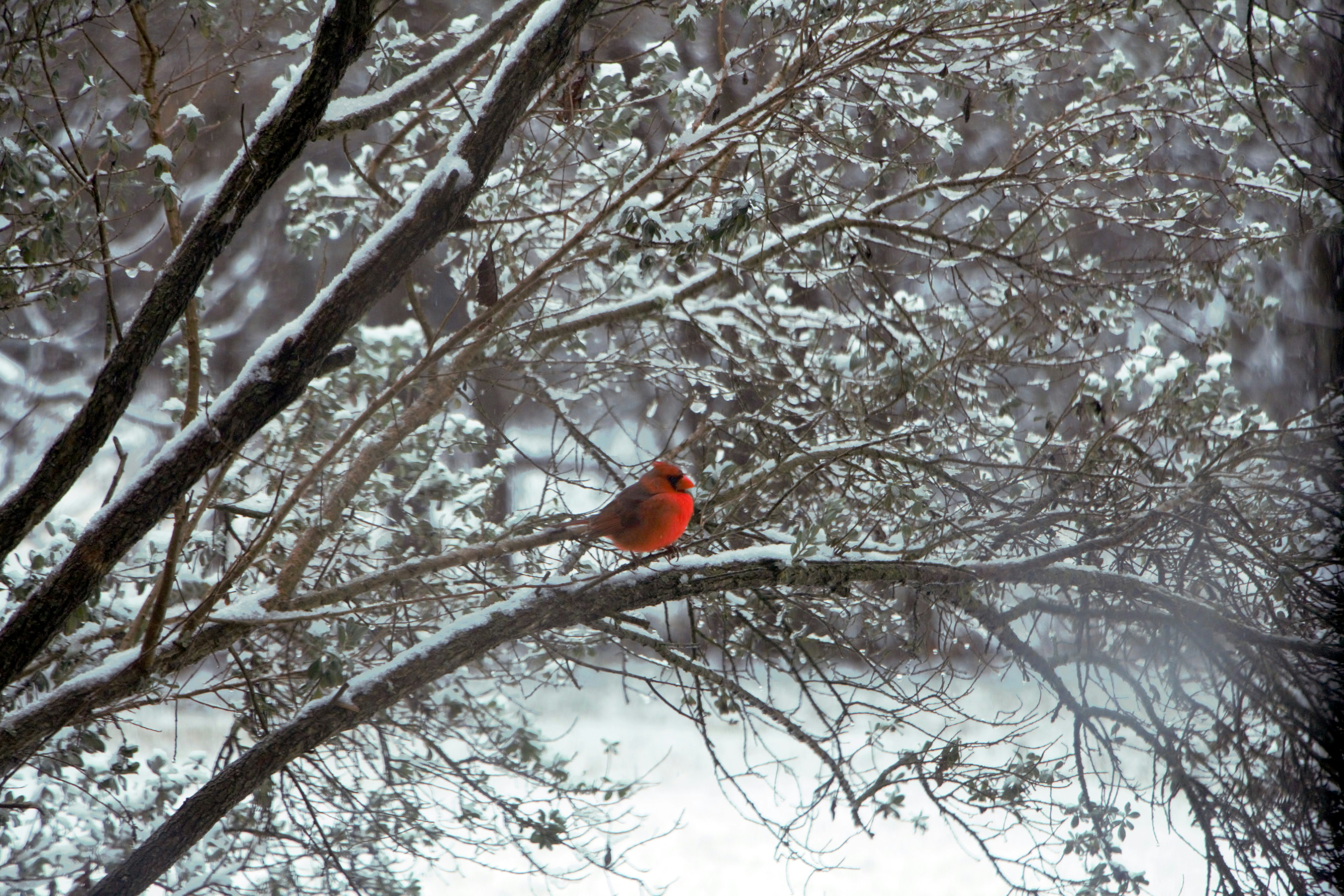 Red cardinal bird on bare tree during daytime photo – Free Austin Image ...