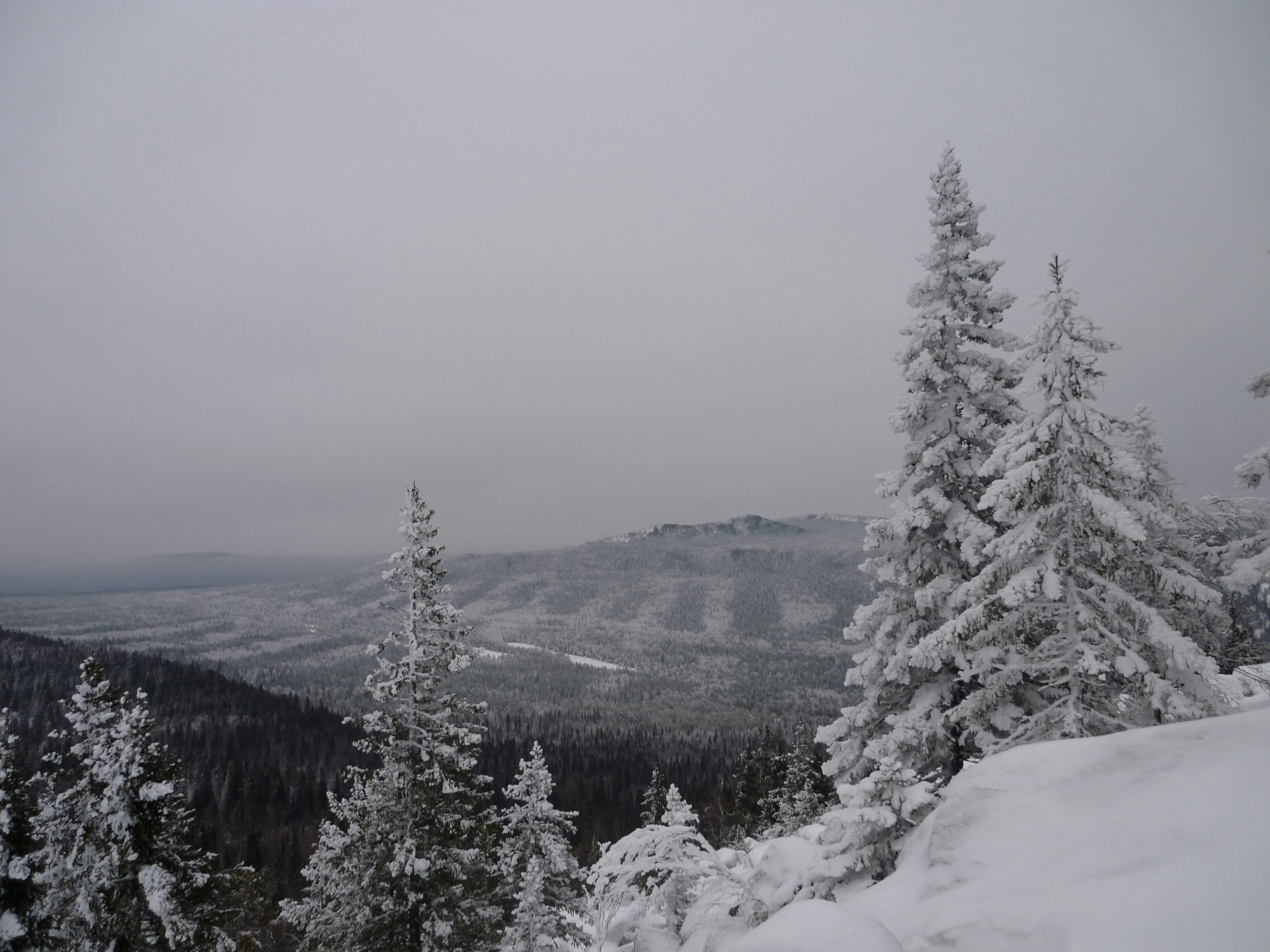 Snow-covered trees overlook a vast, misty landscape under a gray sky.