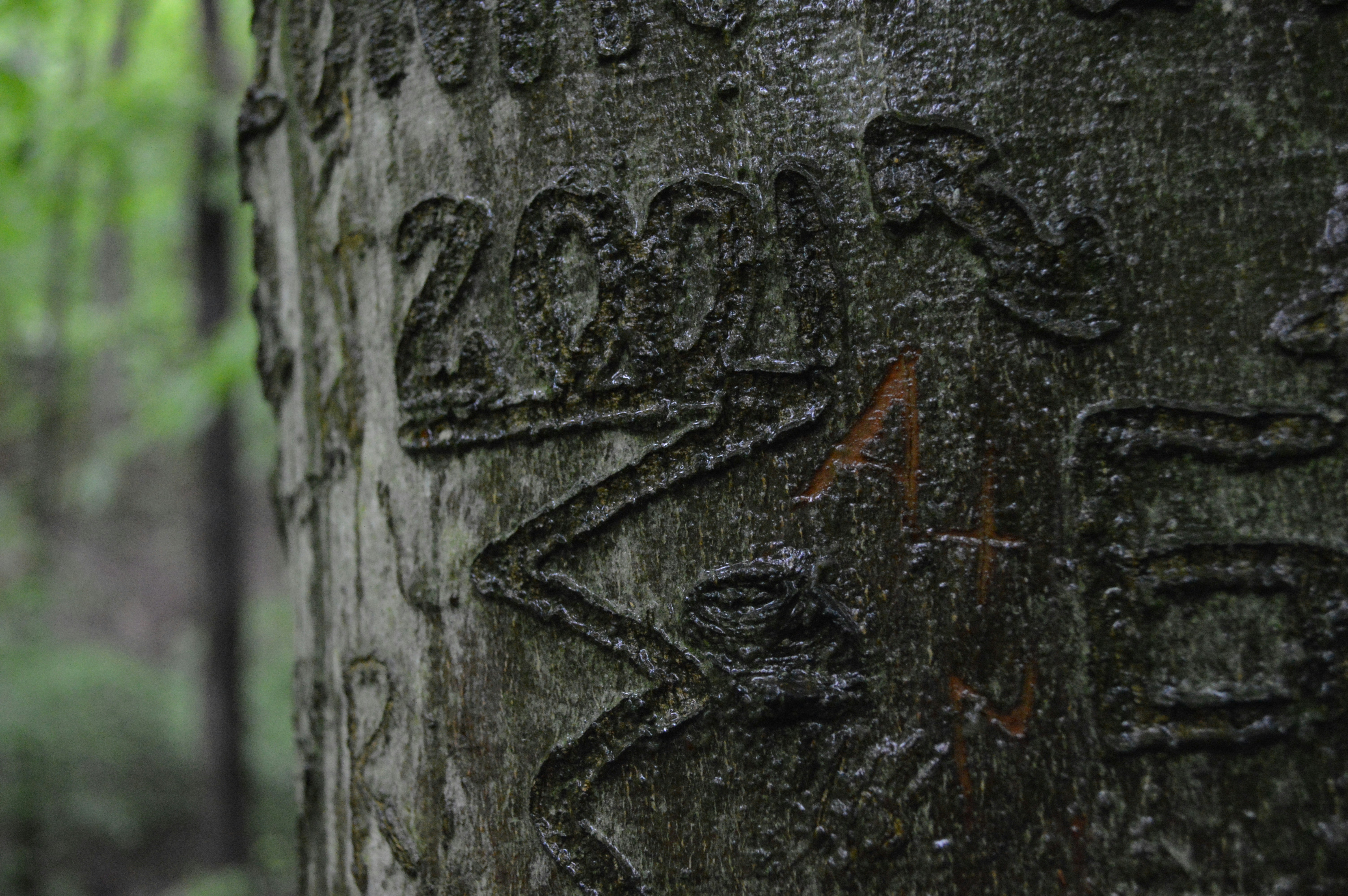 Engraved numbers and symbols on a tree trunk, showcasing the passage of time and human interaction with nature.