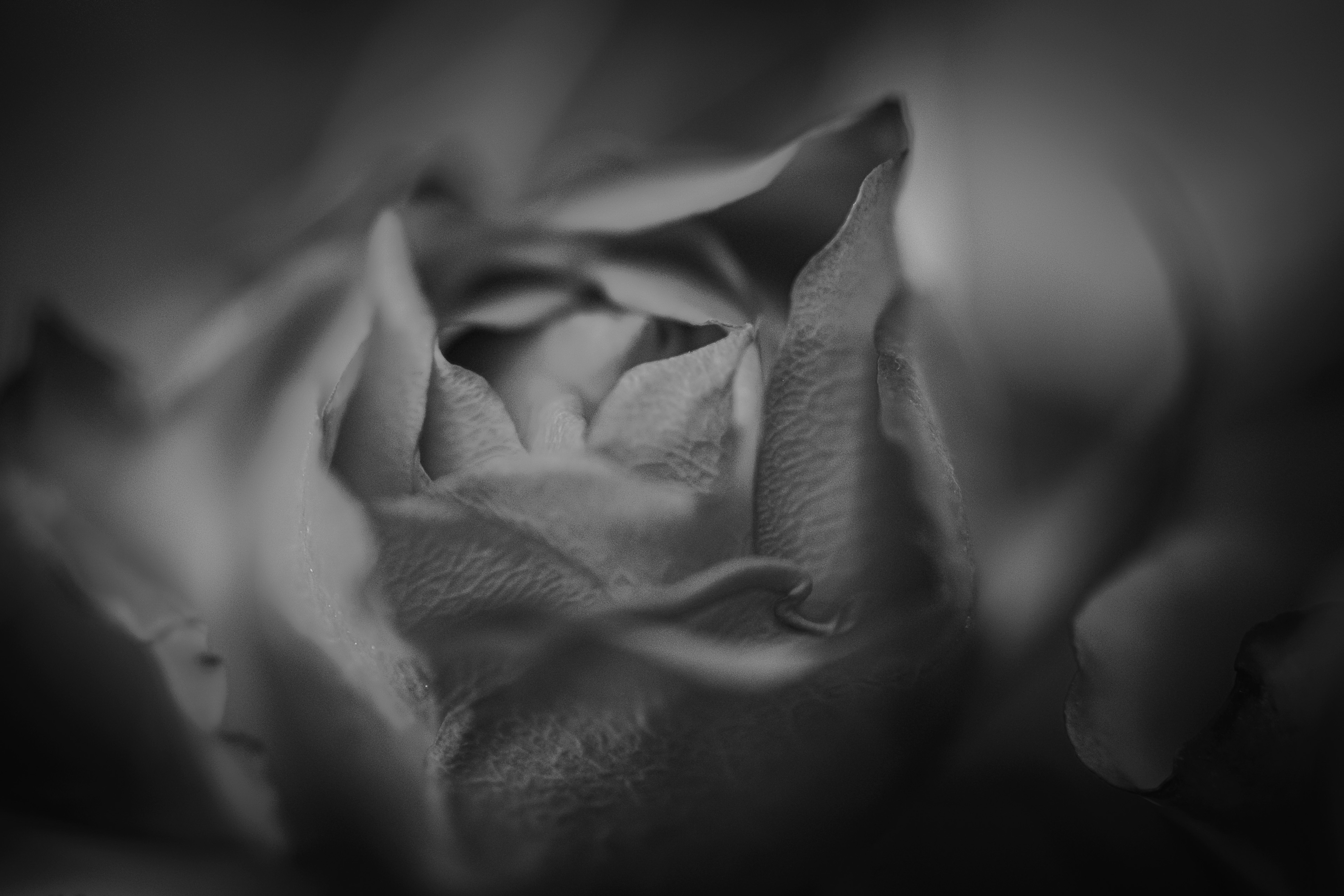 greyscale photo of rose flower