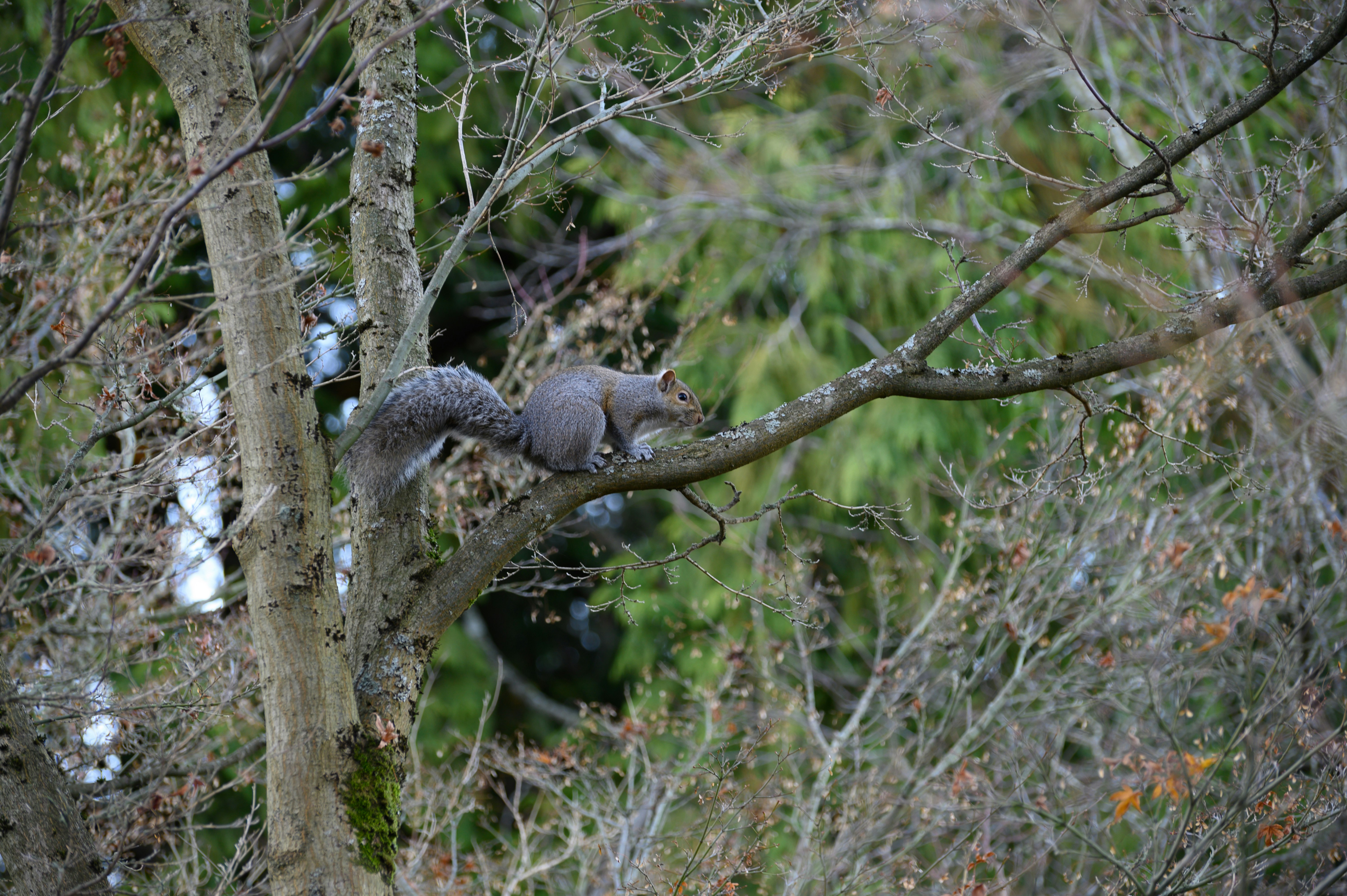Gray squirrel resting on a branch, surrounded by a blur of greenery and autumn foliage.