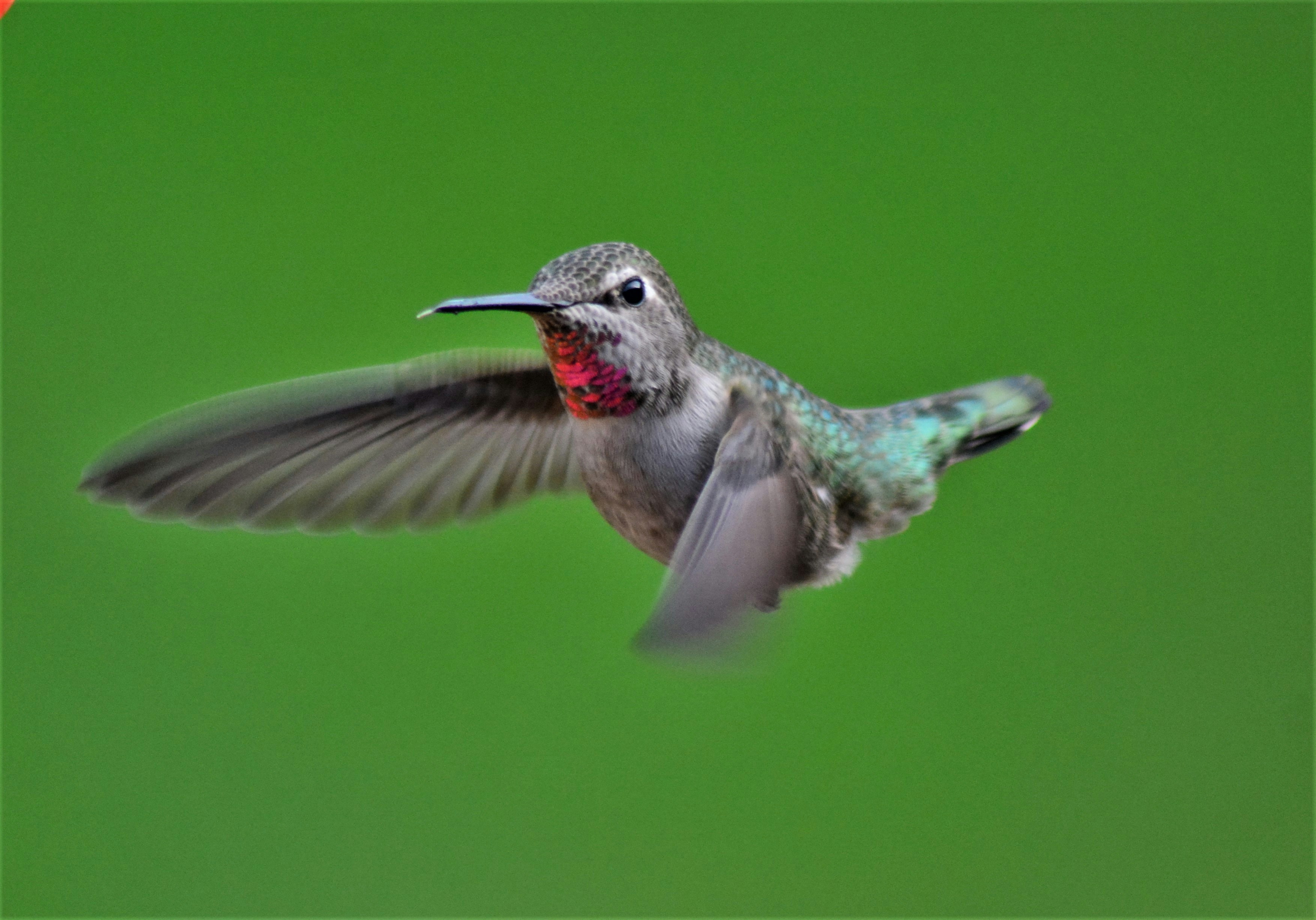 Annas hummingbird hovering