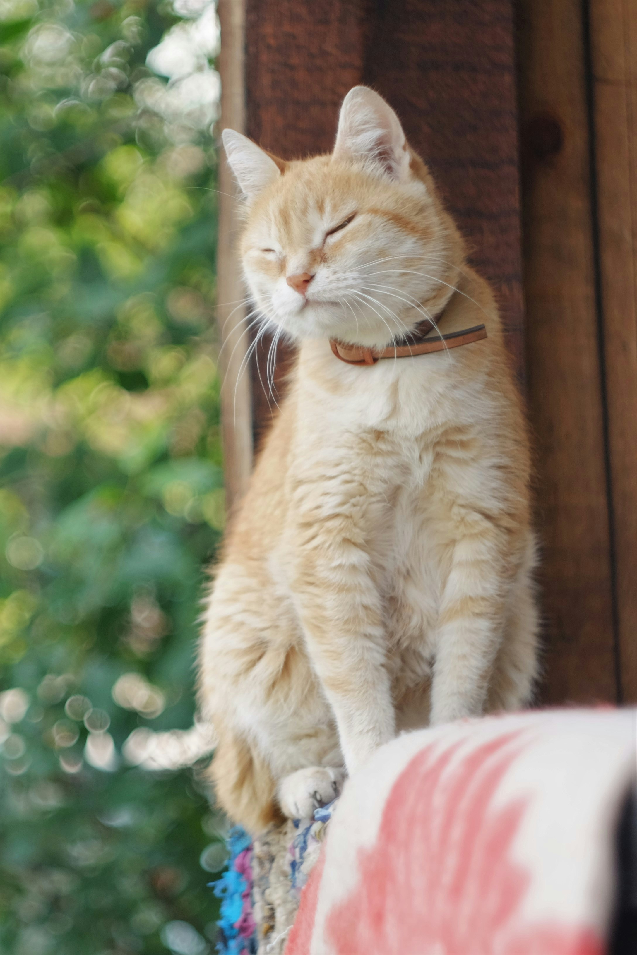 Ginger cat with a brown collar sits with eyes closed on a rope perch beside a weathered wooden pillar, bathed in soft sunlight.