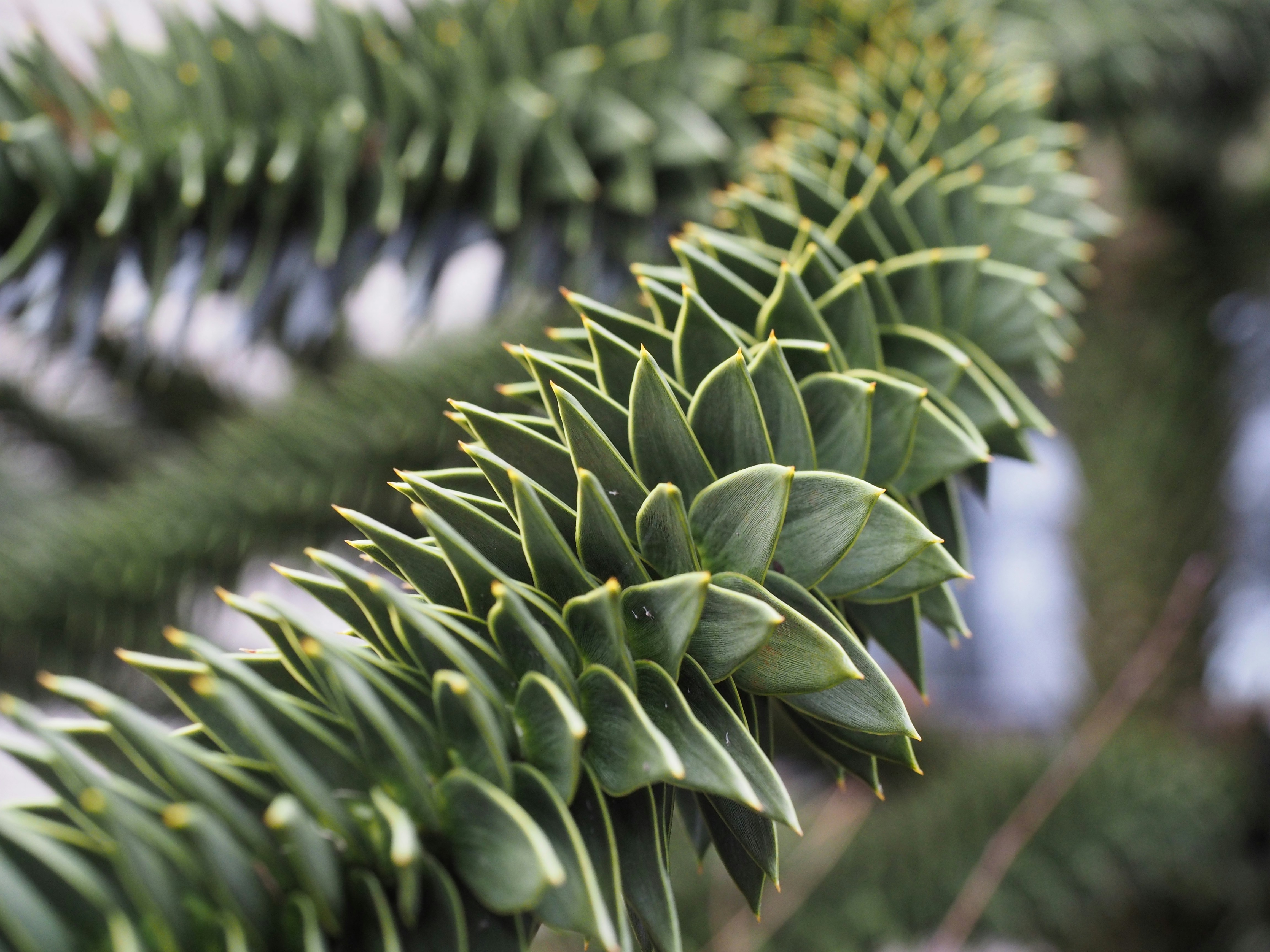 Close-up of the unique, spiky foliage of a Chilean Monkey Puzzle tree, showcasing its distinctive leaf arrangement and texture.
