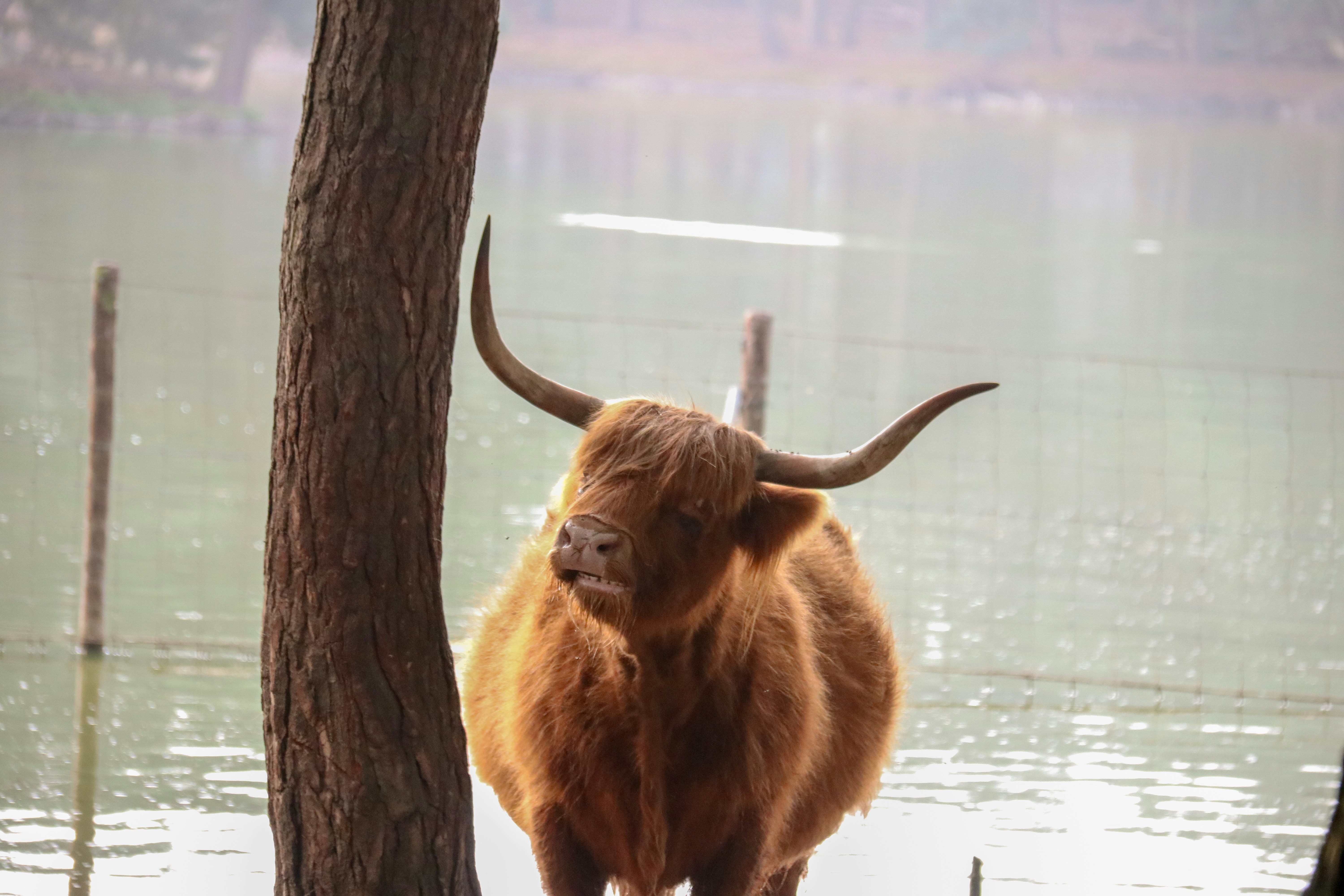 Highland cow standing beside a tree near a tranquil body of water, showcasing its majestic horns and thick fur.