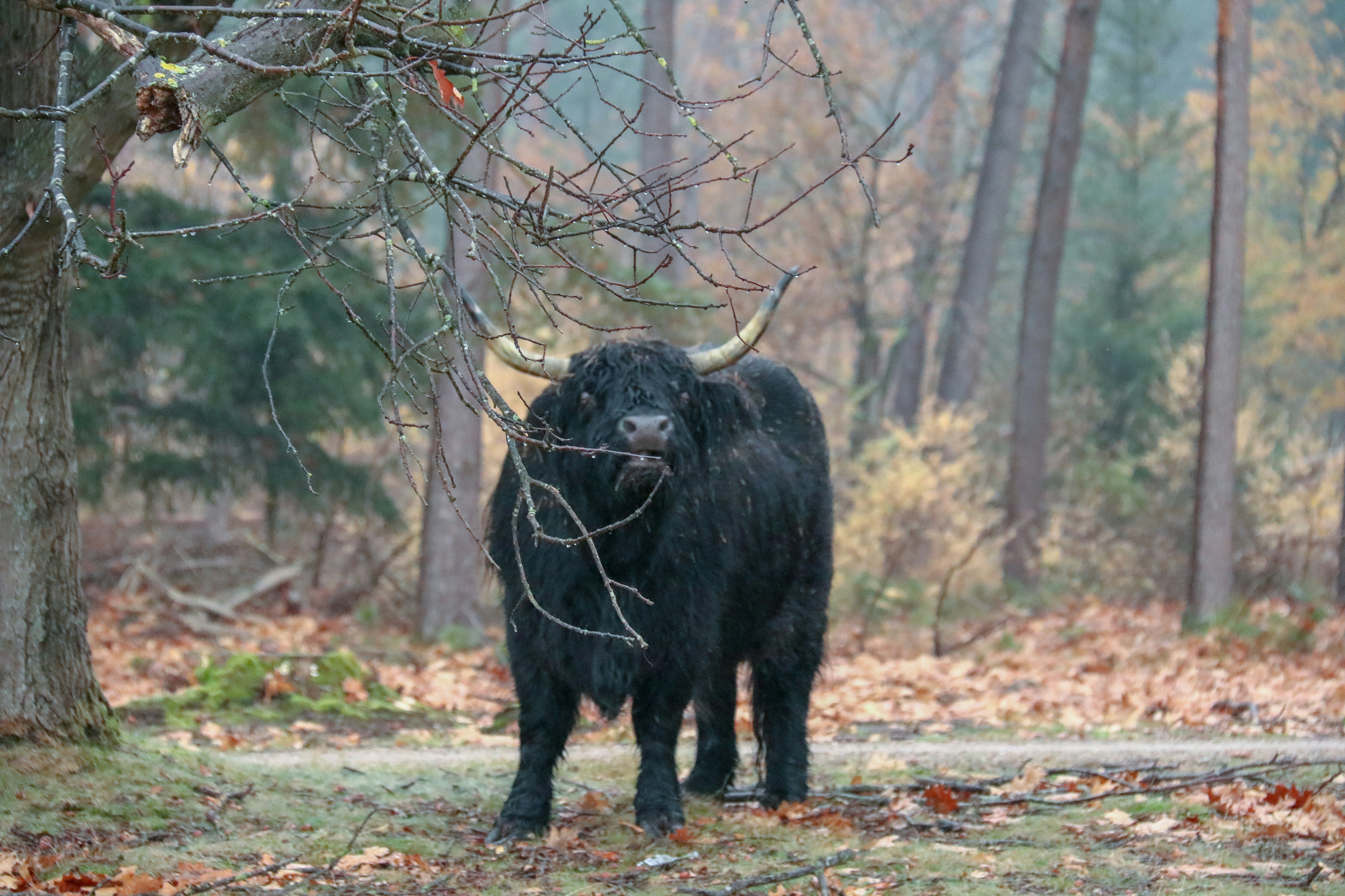 A day with the forester in his work area in Brabant, the Netherlands
scottish highlander cows
2020