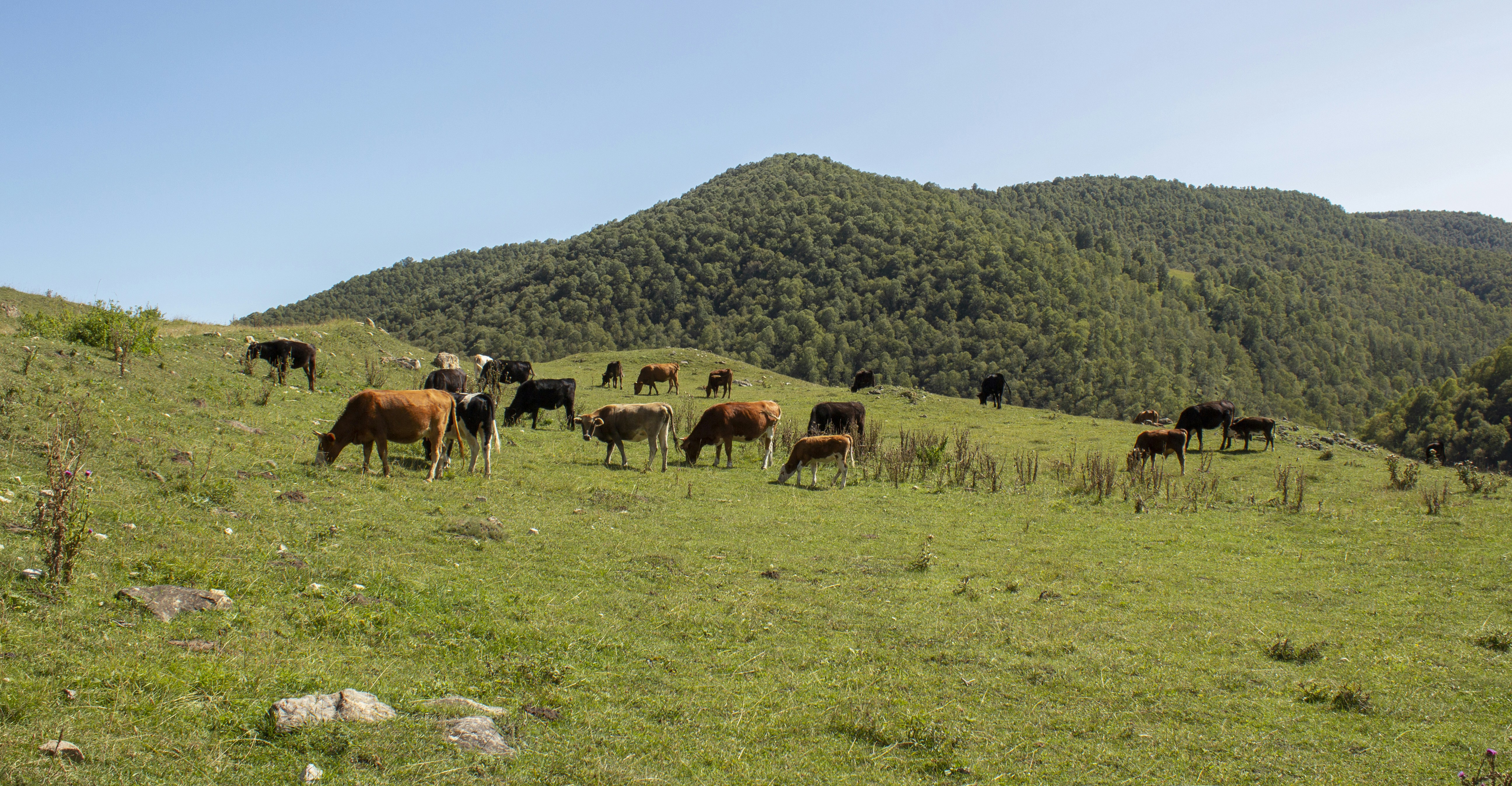 Cattle peacefully grazing on lush green pastures with rolling hills in the background. The scene captures the essence of rural tranquility.