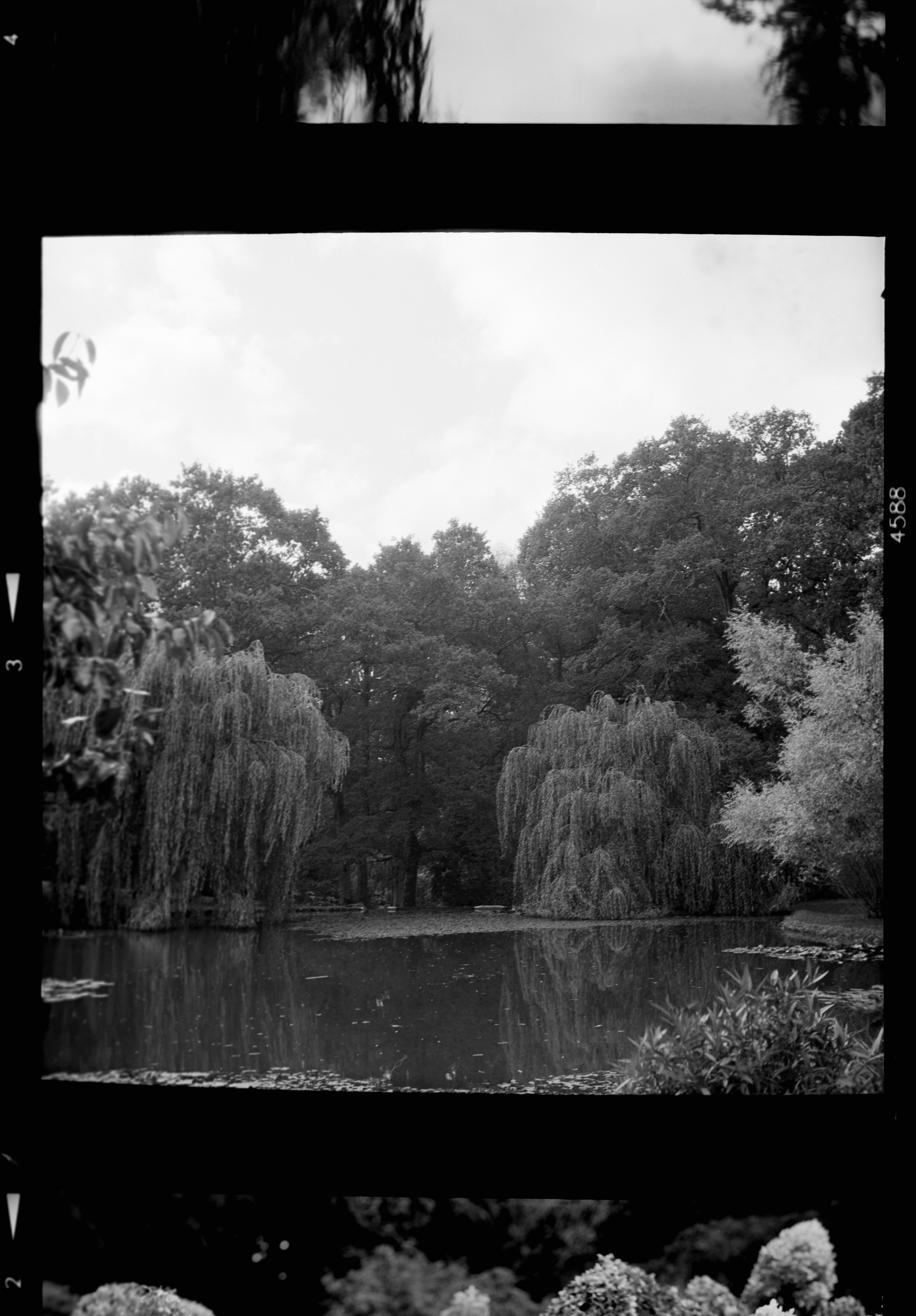 Lush trees frame a serene pond, reflecting the calmness of nature in monochrome tones.