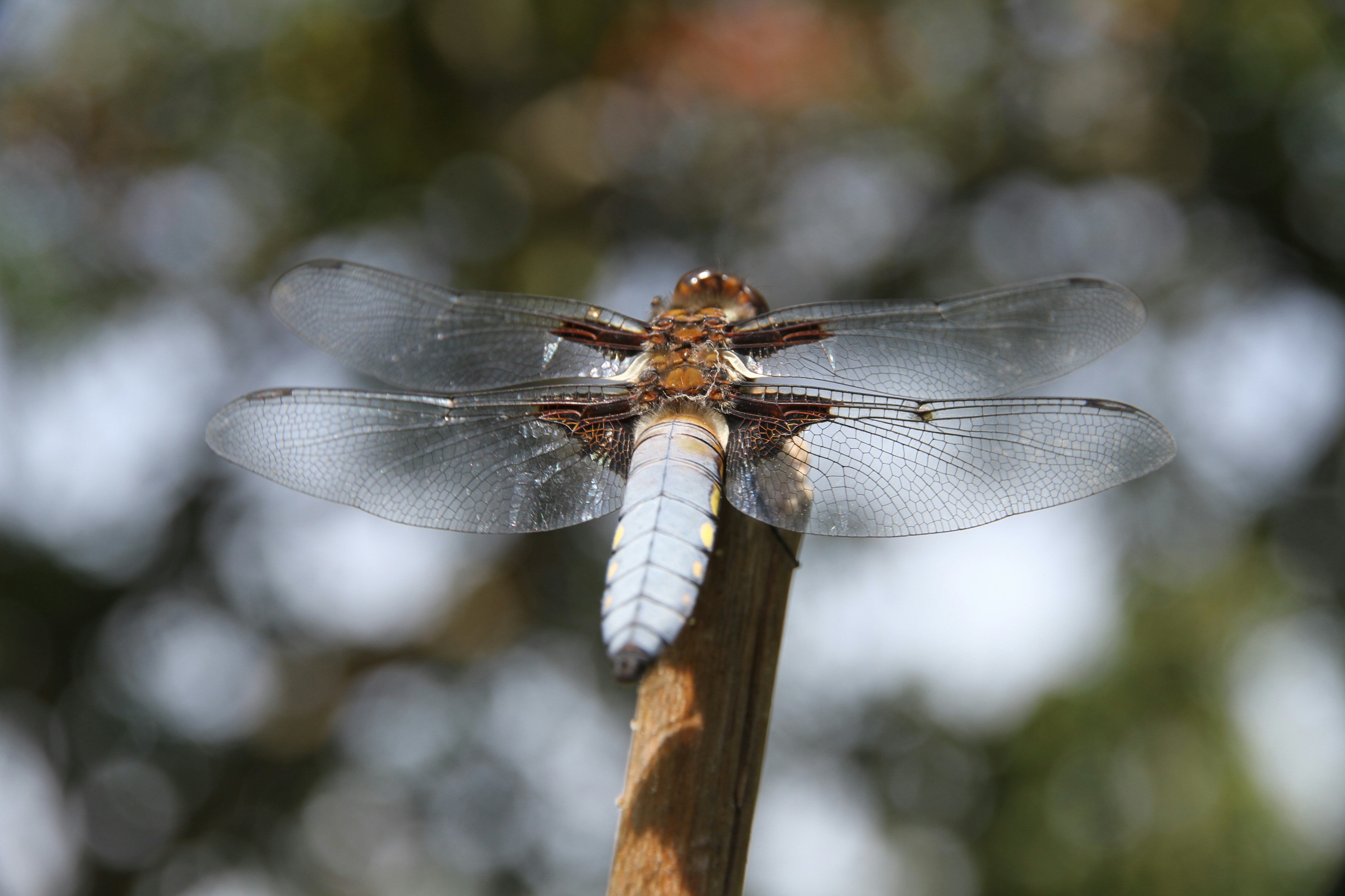 Perched Symmetry: Dragonfly Wings in Crisp Focus on a Sunlit Twig