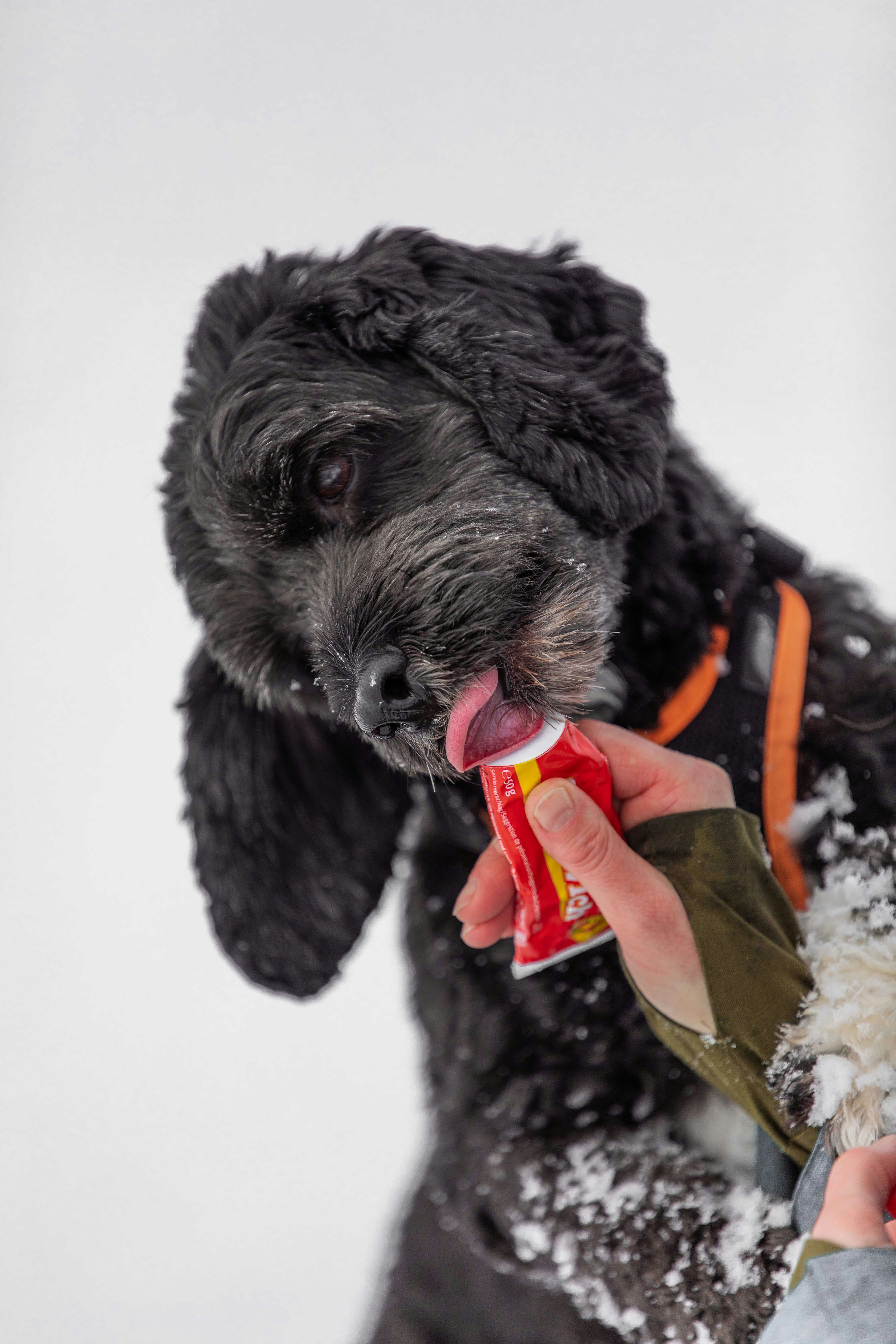 Snowy Interaction: A Dark-Coated Dog Accepts a Handheld Treat in Winter Light
