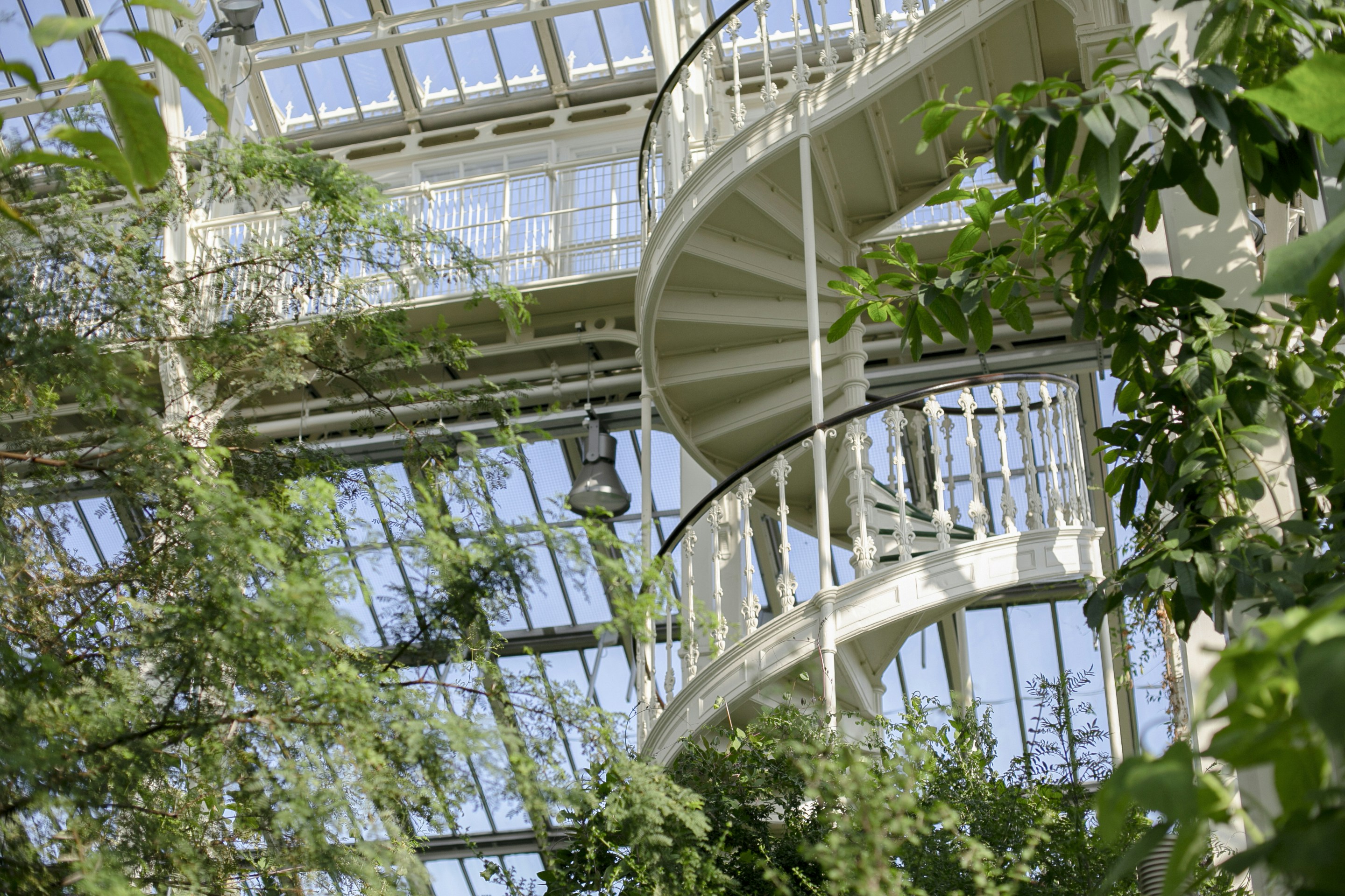 Spiral staircase framed by lush greenery and glass architecture, inviting exploration within a botanical haven.