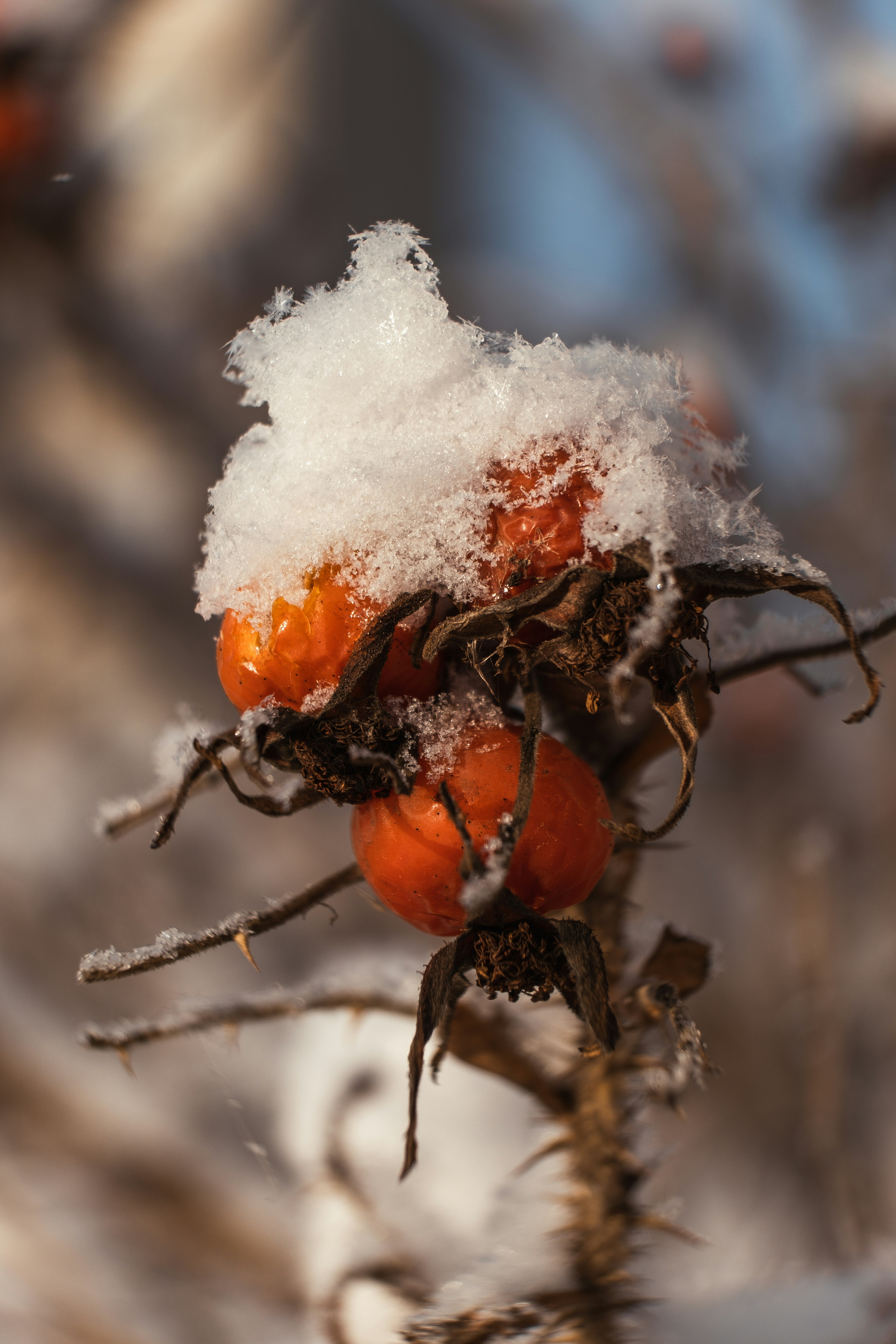 Snow-Capped Berries in Winter Light: Quiet Frost on Orange Pods