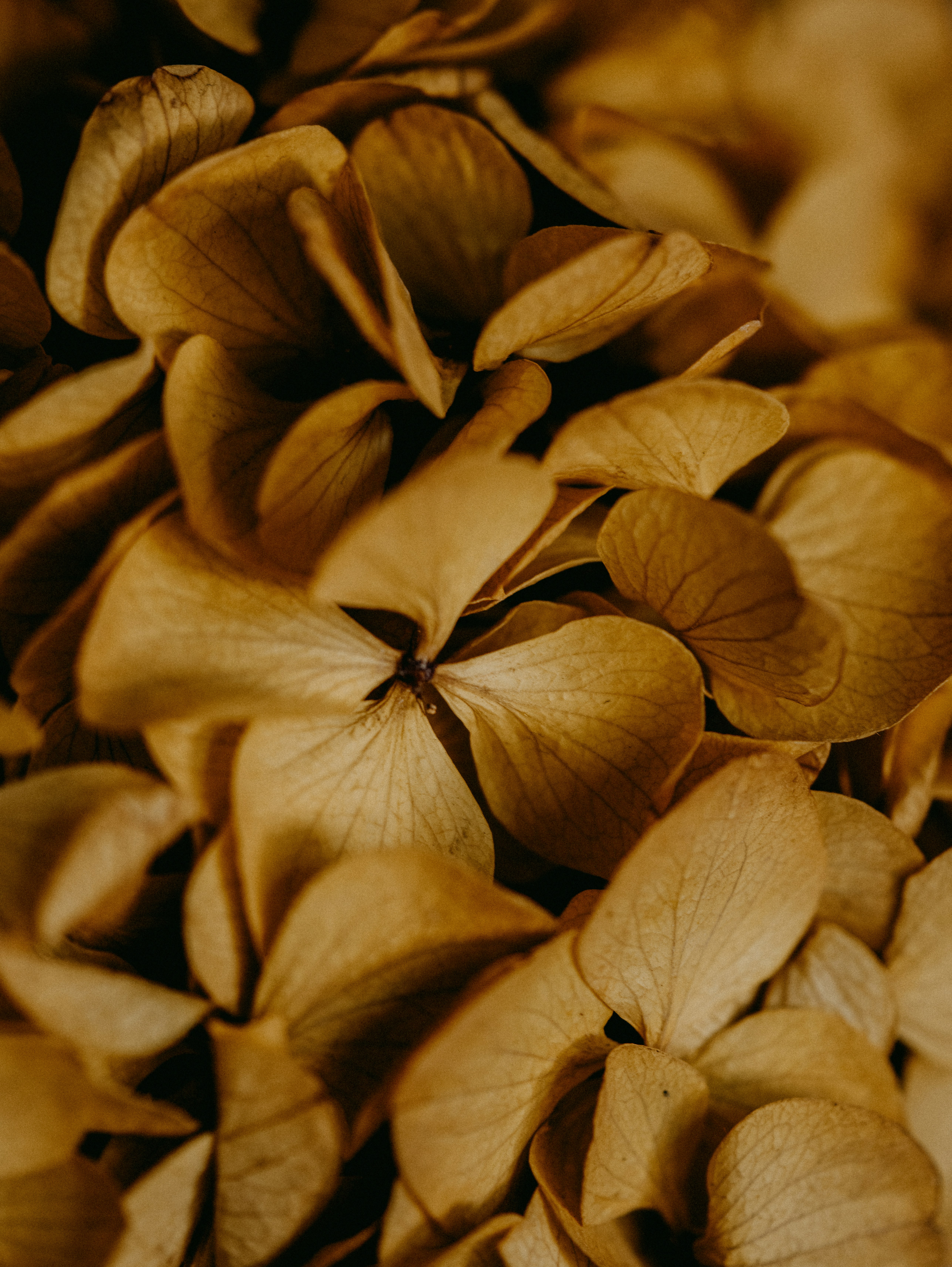 Close-up of delicate, dried hydrangea petals in warm, earthy tones, creating a textured composition. The intricate layering showcases nature's artistry.