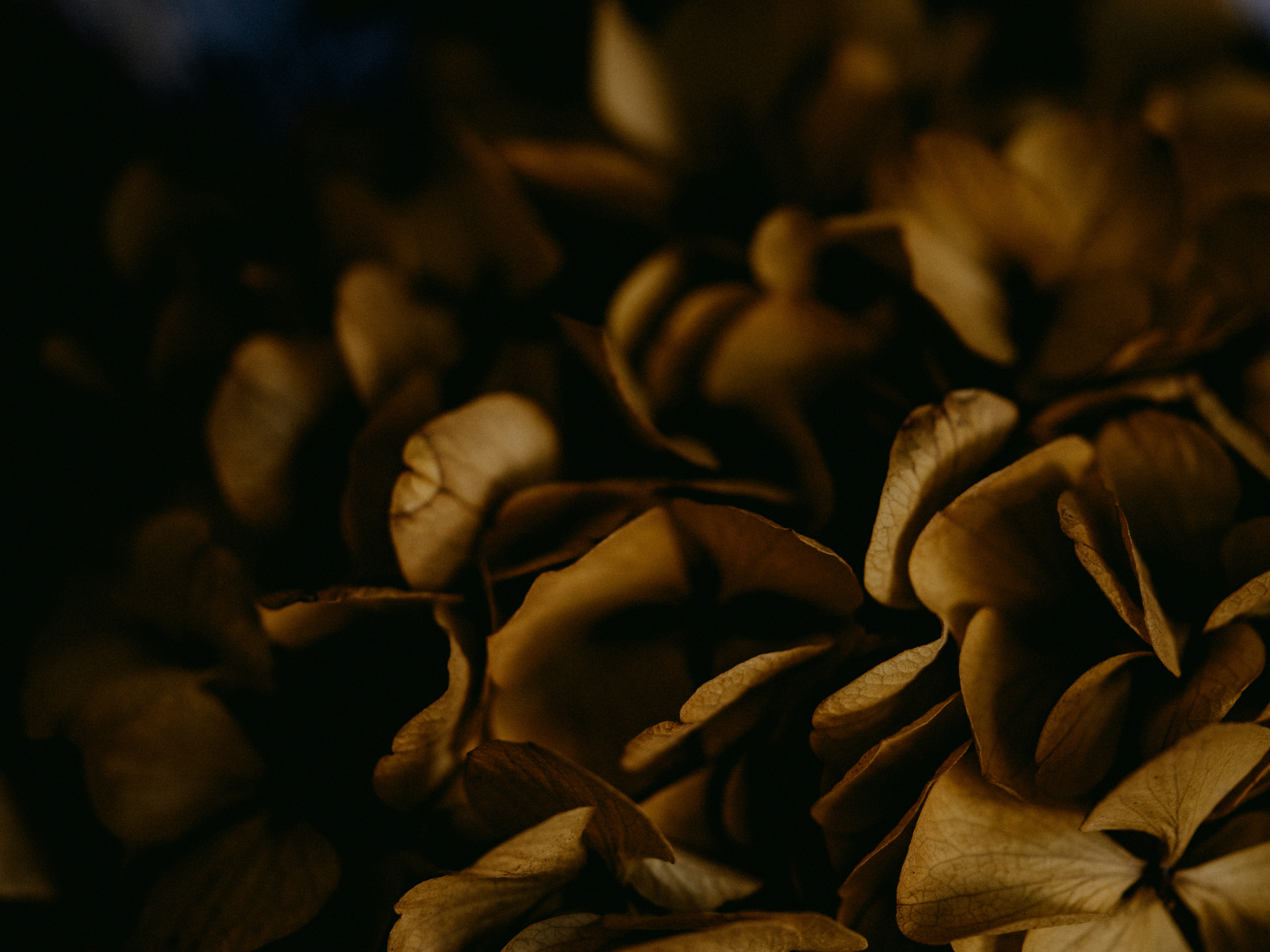 Midnight Sepia: Close-up of curling leaves in velvet shadow