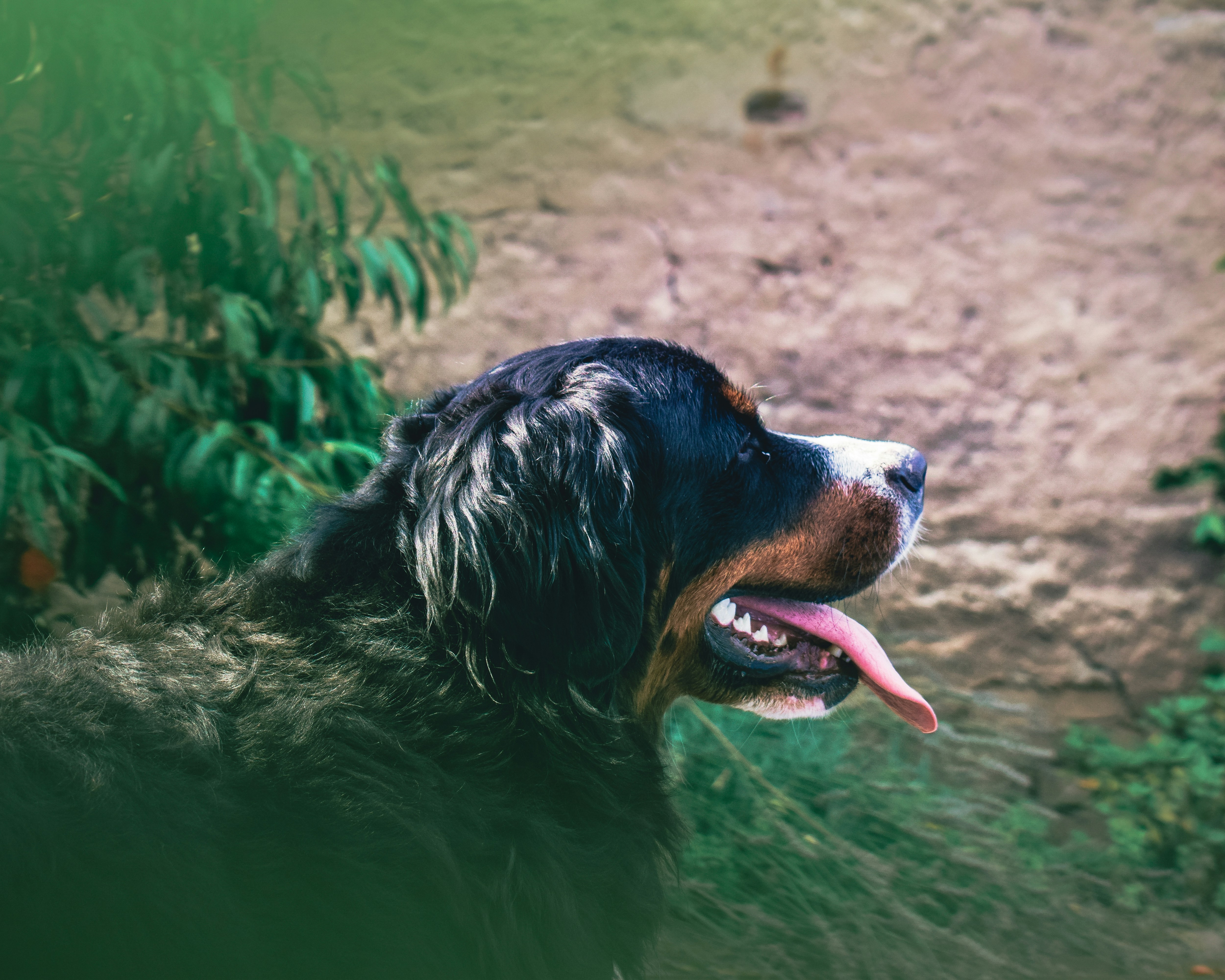 A Bernese Mountain Dog gazes thoughtfully into the distance, framed by lush greenery. The textured backdrop hints at a serene outdoor setting.