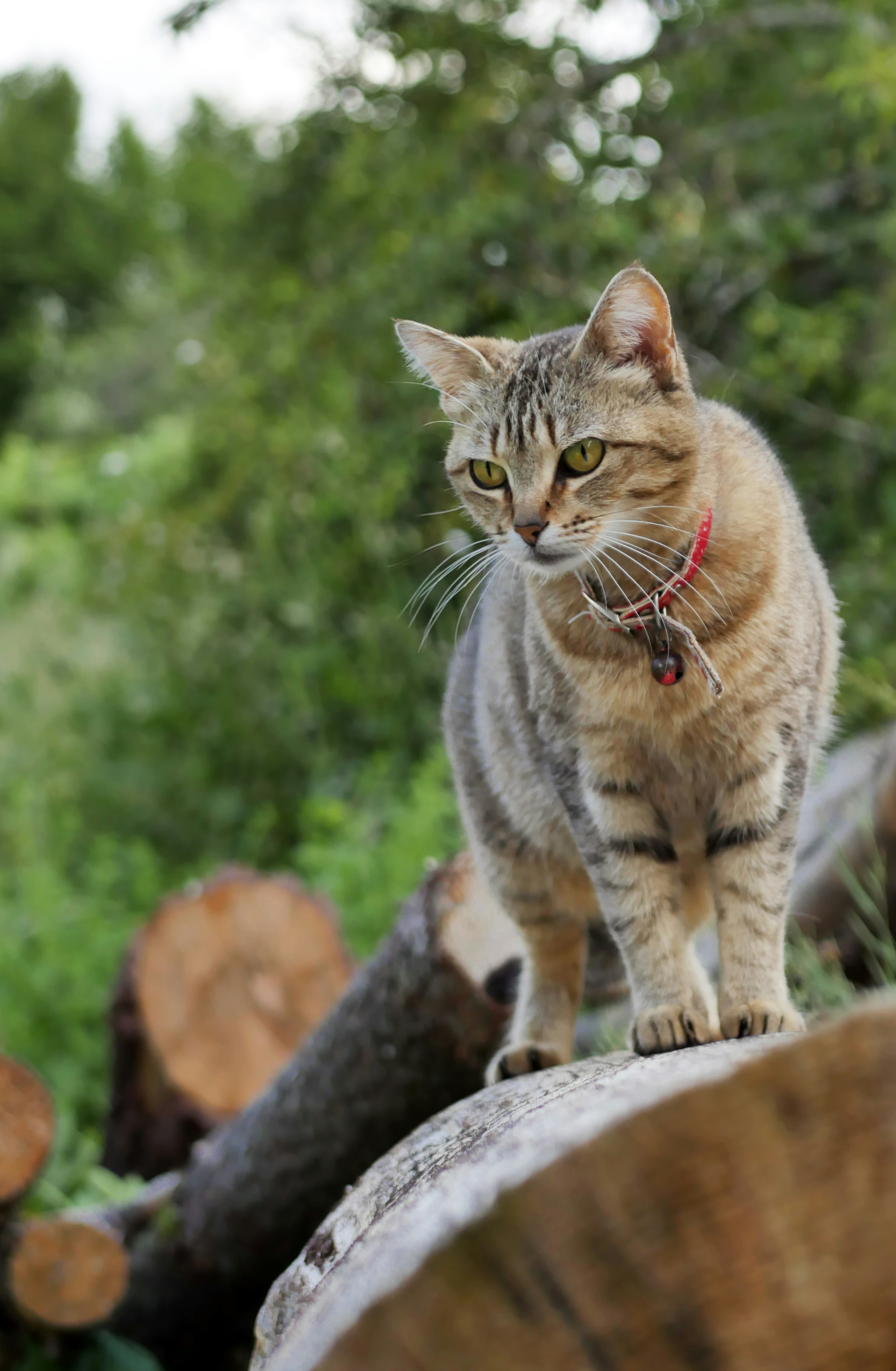 Curious Feline on a Log: A Portrait in Green