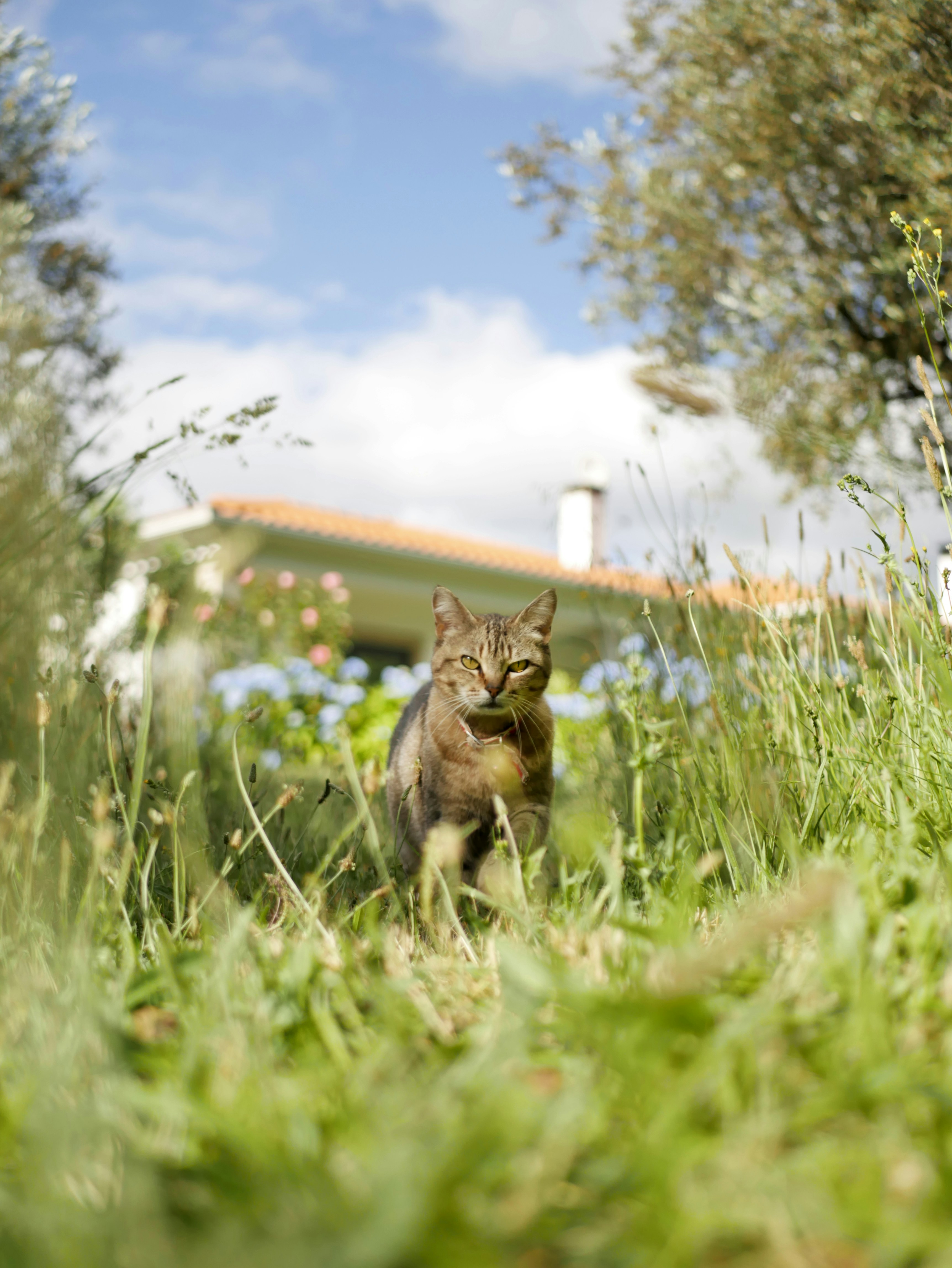 Cat Grass Pictures | Download Free Images on Unsplash