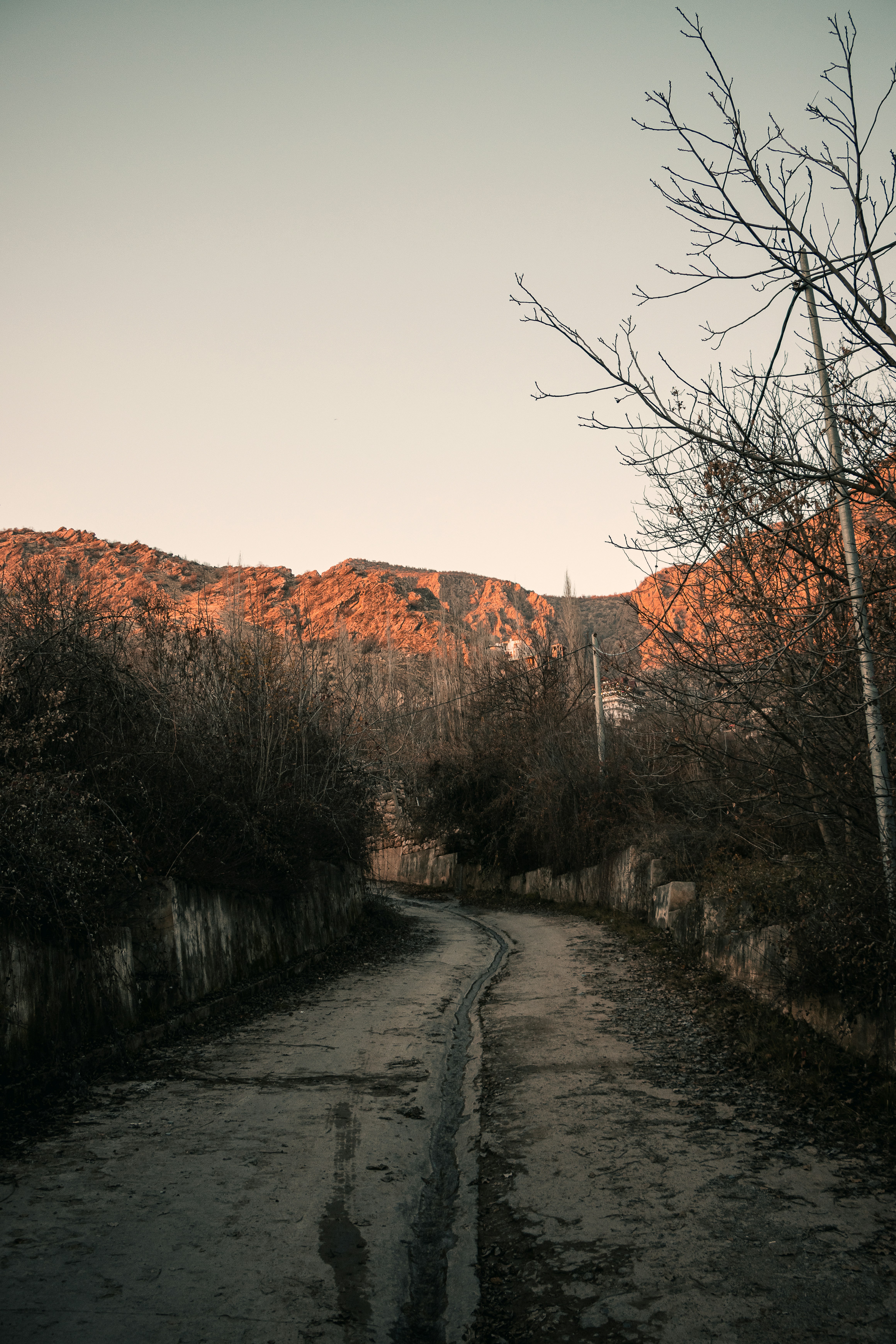 Brown trees near brown mountain during daytime photo – Free Outdoor ...