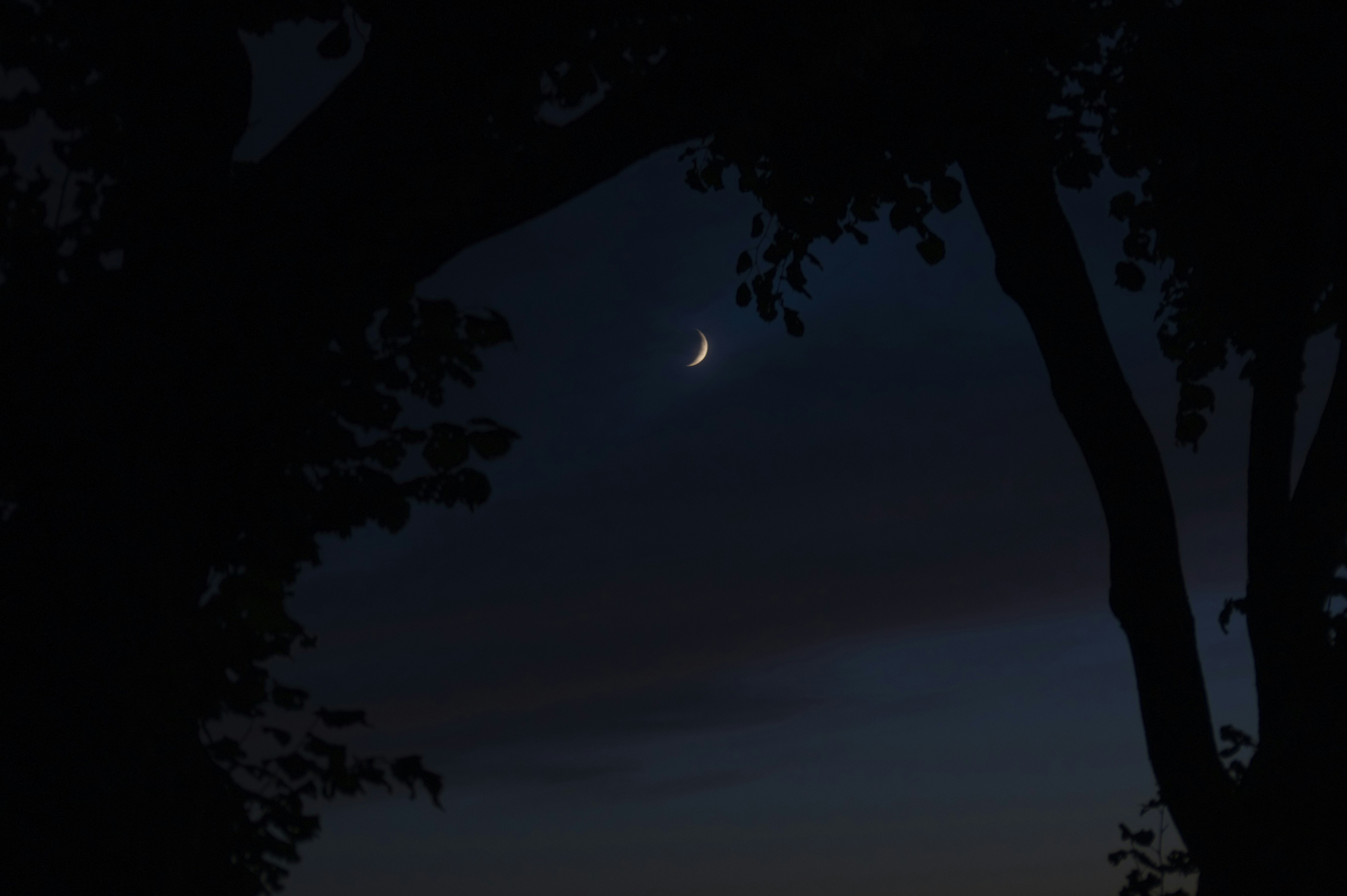 Crescent moon framed by dark tree branches against a twilight sky, creating a serene nocturnal scene.