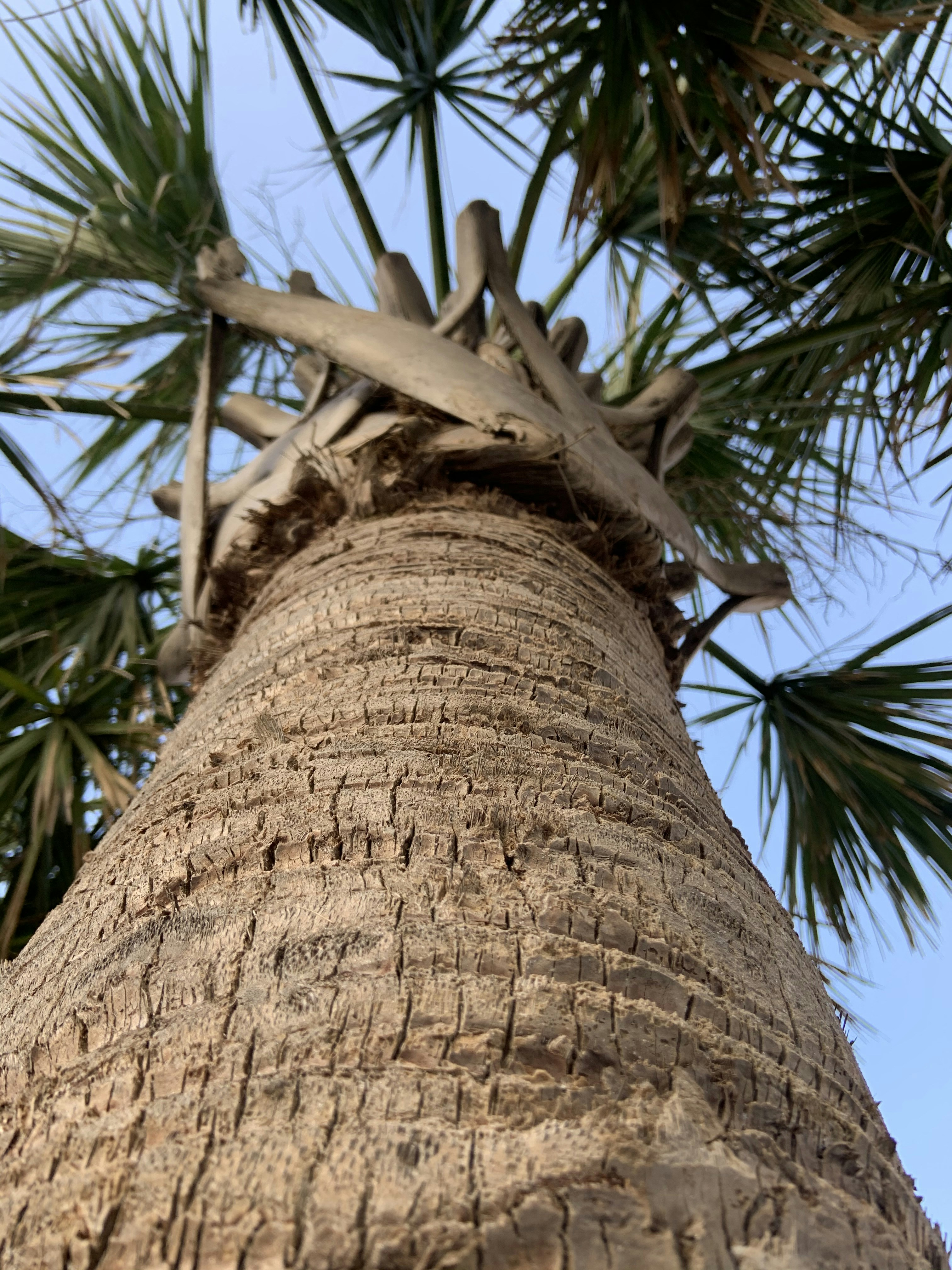 Upward Gaze: A Palm Tree Trunk Reaching Toward a Clear Sky
